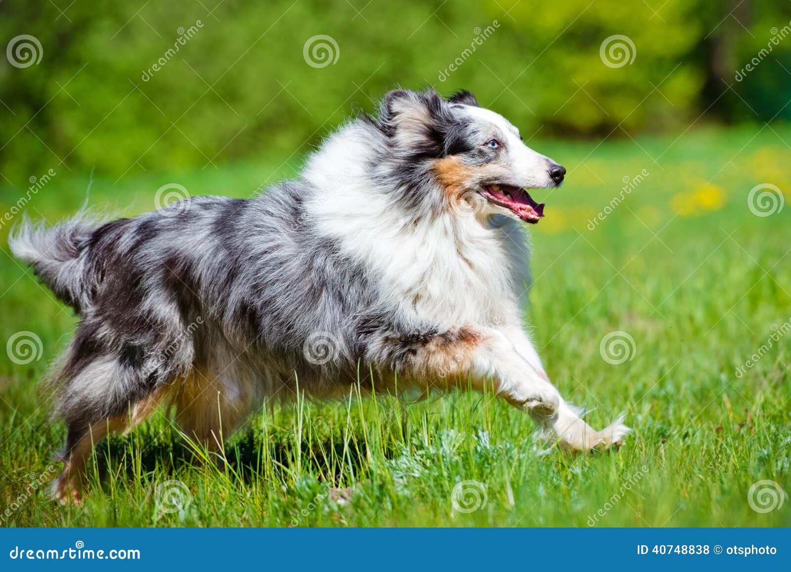Blue merle sheltie dog stock photo. Image of dandellion - 40748838
