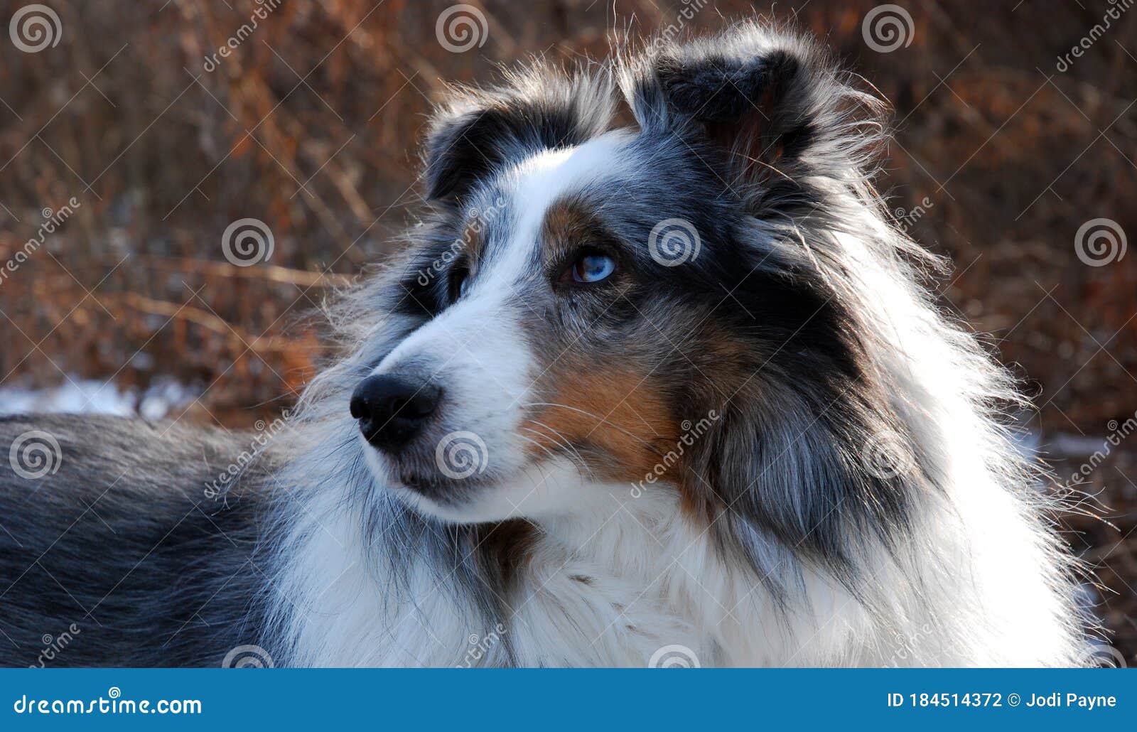 Blue Merle Sheltie Portrait Stock Photo - Image of blue, dreamy: 184514372