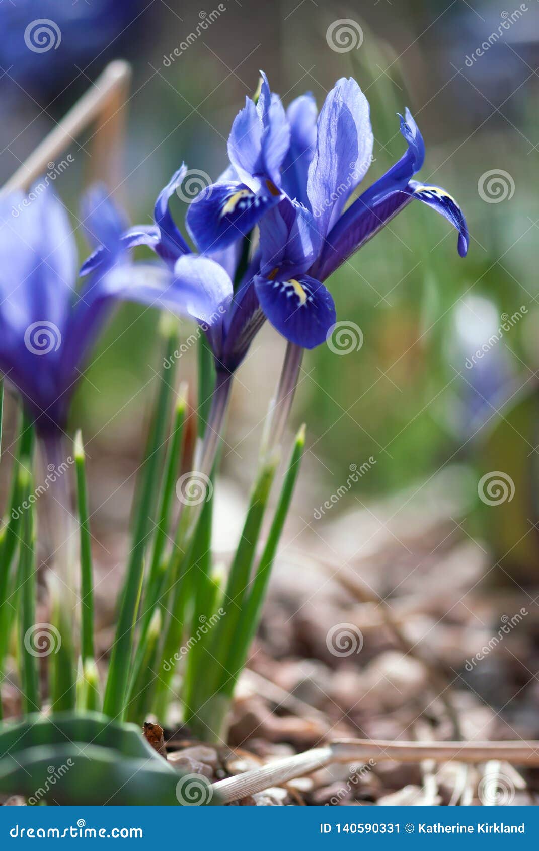 Blue Mini Iris Flower stock image. Image of beginning - 140590331