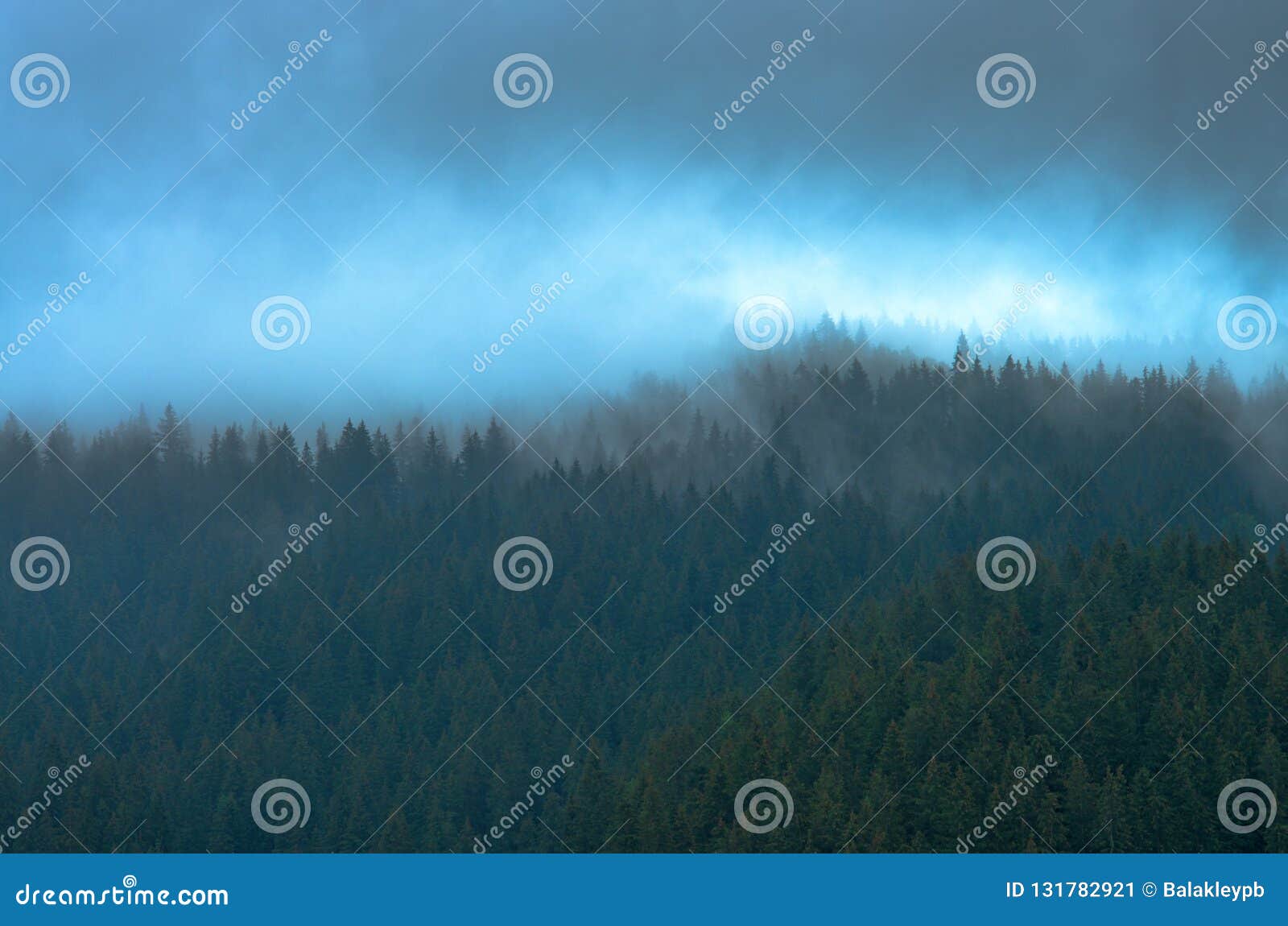 Blue Mist Over Pine Trees in the Forest in the Mountains Stock Image ...