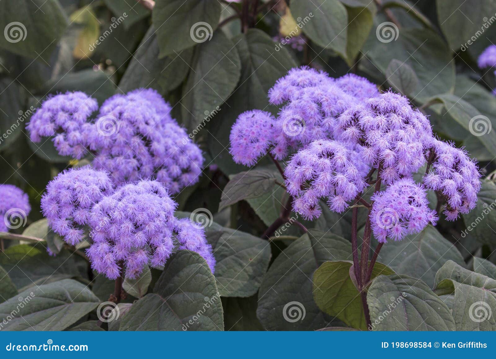 Blue Mist plant stock photo. Image of australia, flora - 198698584