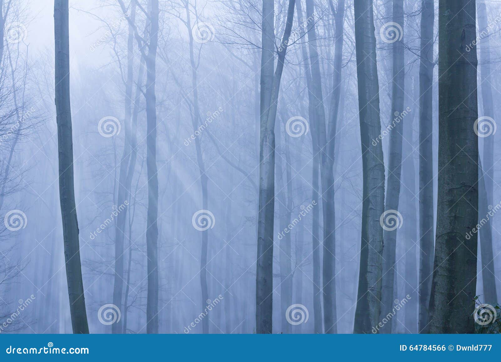 Blue misty forest stock photo. Image of evening, fantasy - 64784566