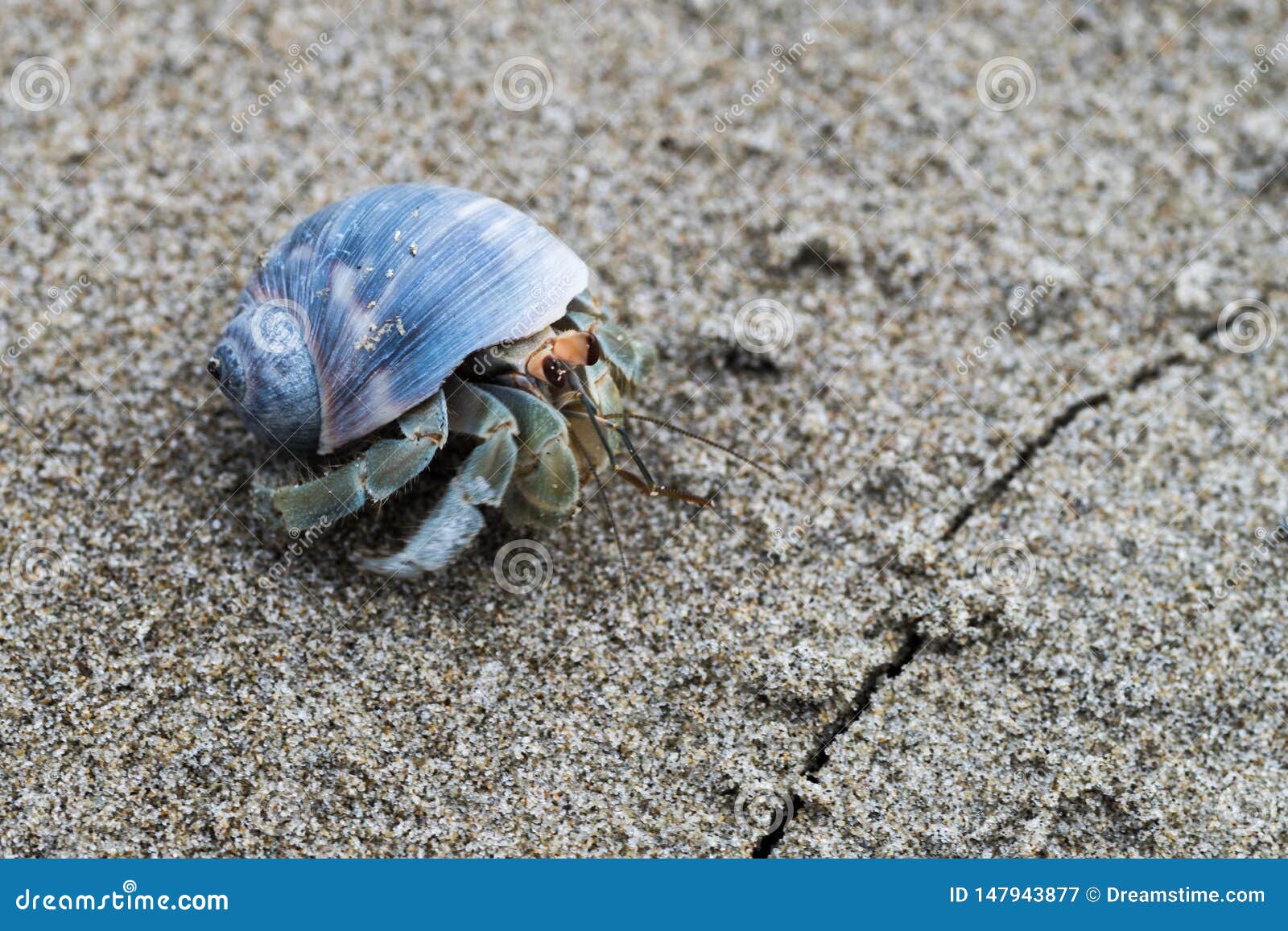 Blue Molusk on sand stock image. Image of view, wildlife - 147943877
