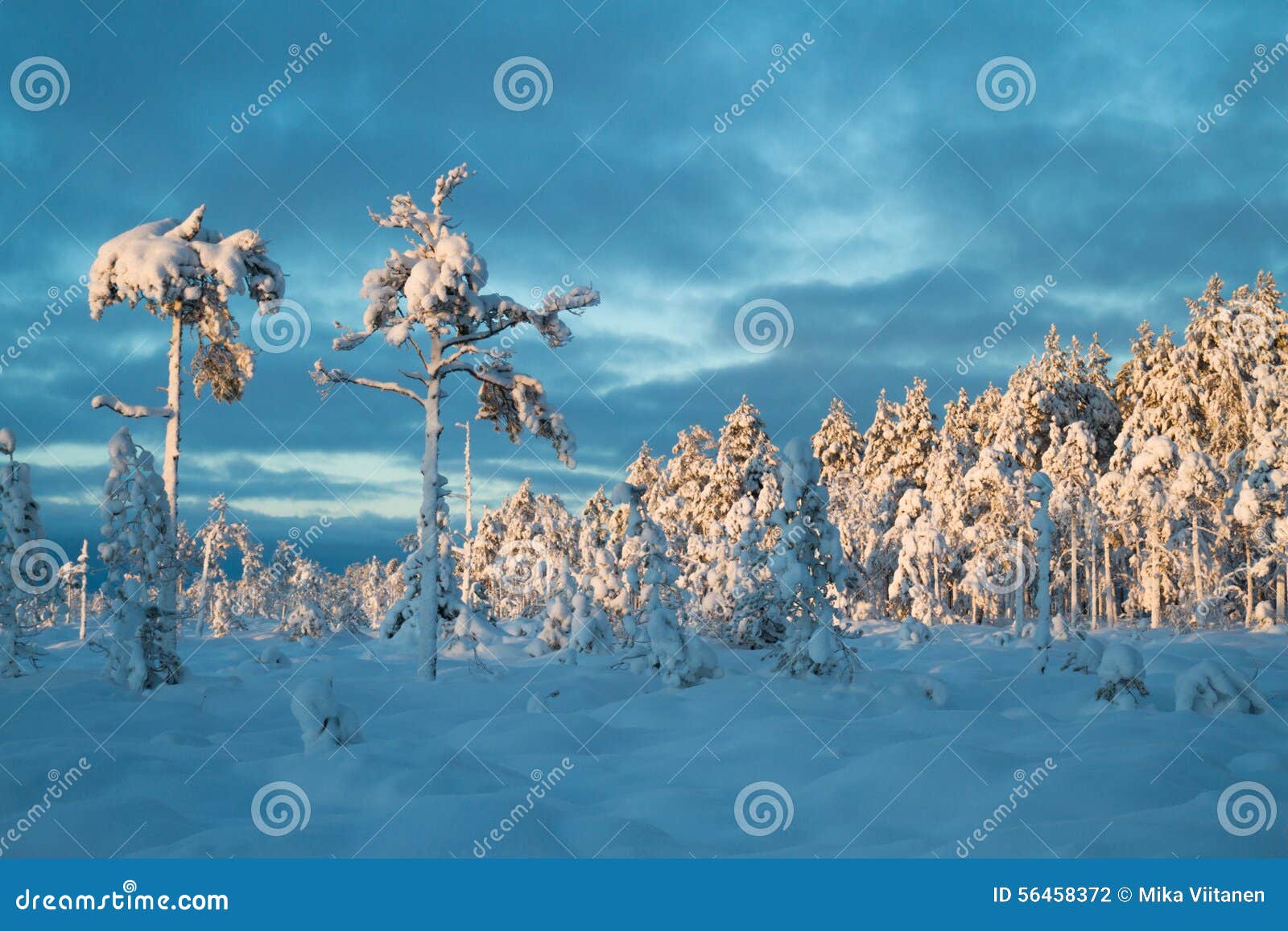 Blue Moment Trees with Heavy Snow Stock Photo - Image of branch ...