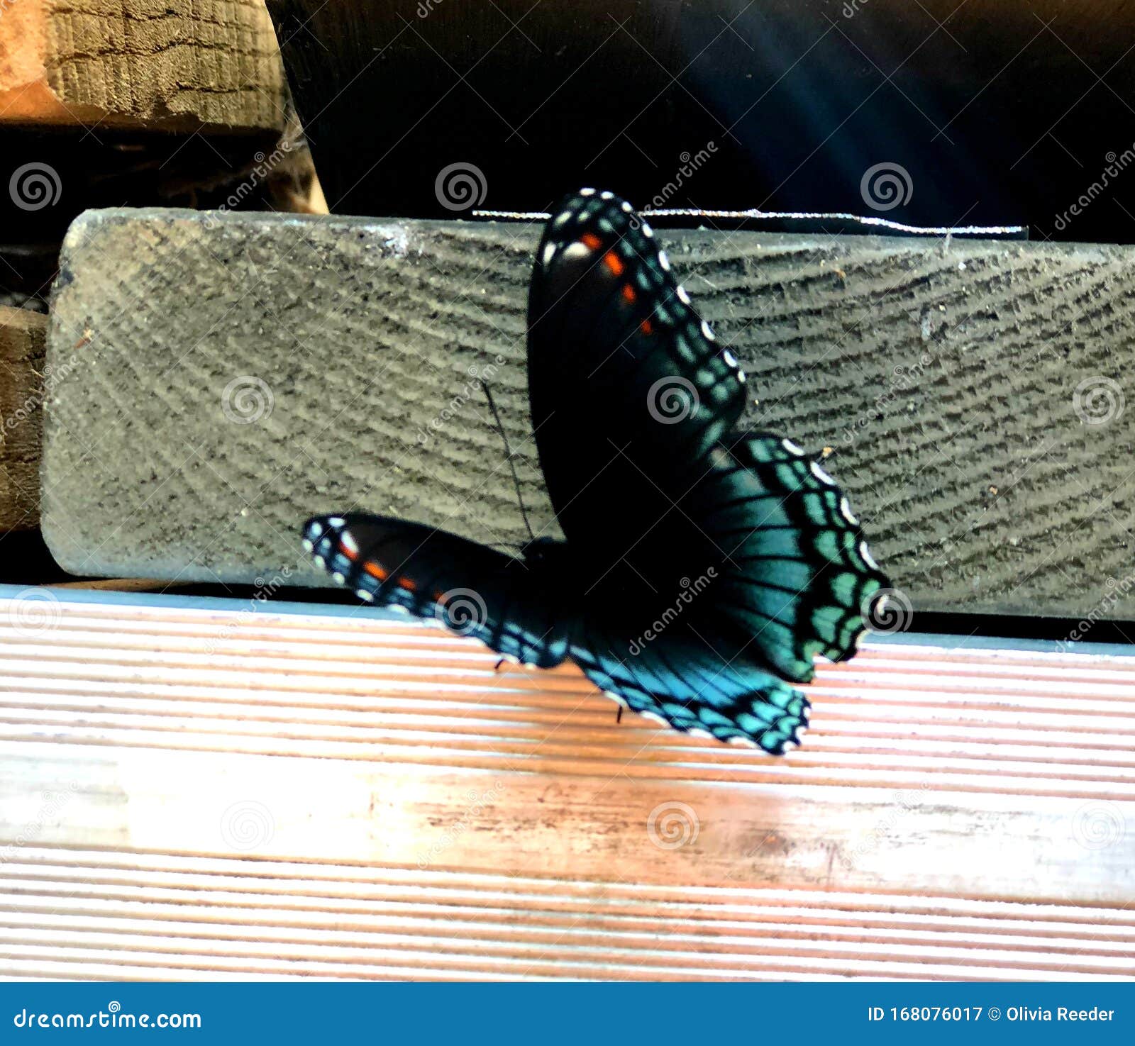 Blue Monarch Butterfly stock image. Image of wall, design - 168076017