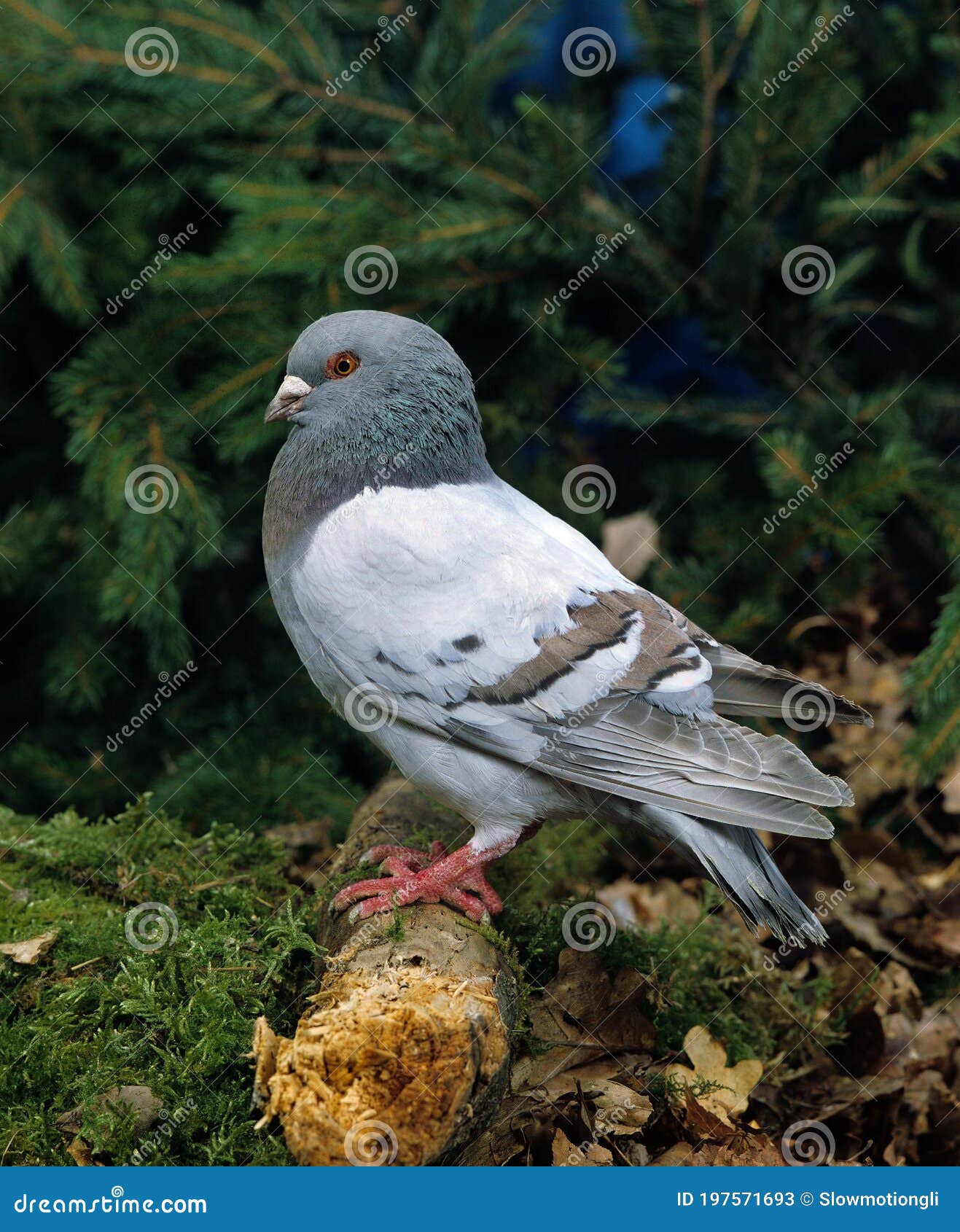 Mondain Pigeon Photos - Free & Royalty-Free Stock Photos from Dreamstime