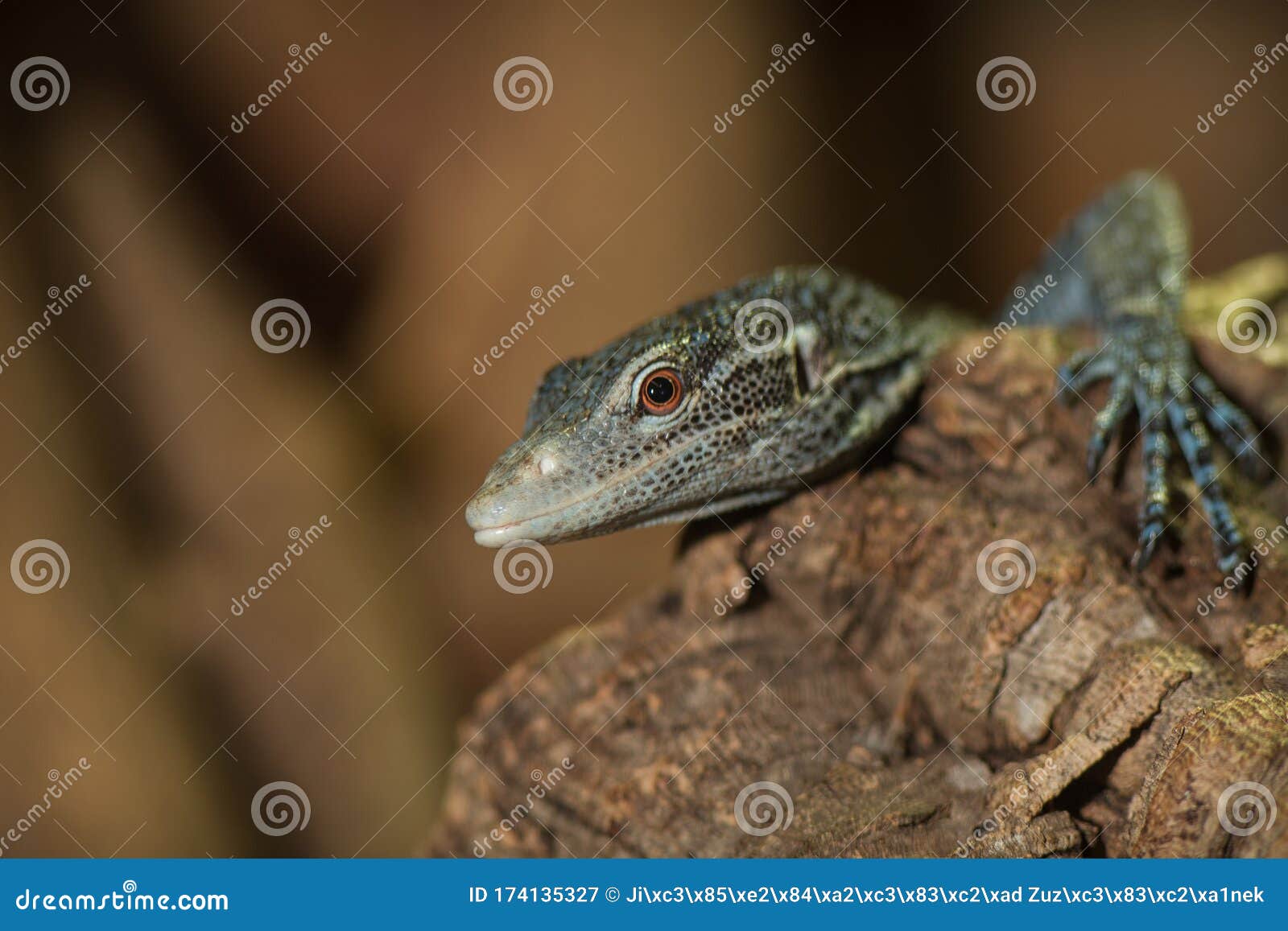 Blue Monitor Lizard Portrait Stock Image - Image of black, herpetology ...