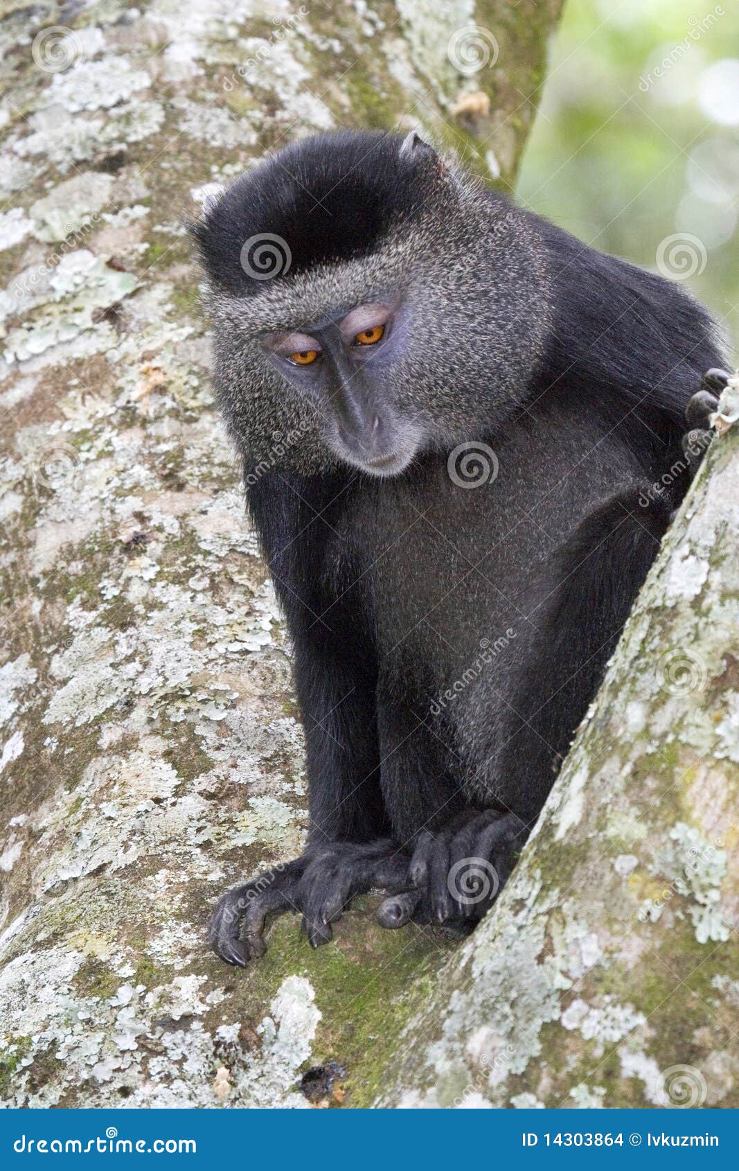 Blue monkey. stock photo. Image of mammal, safari, africa - 14303864