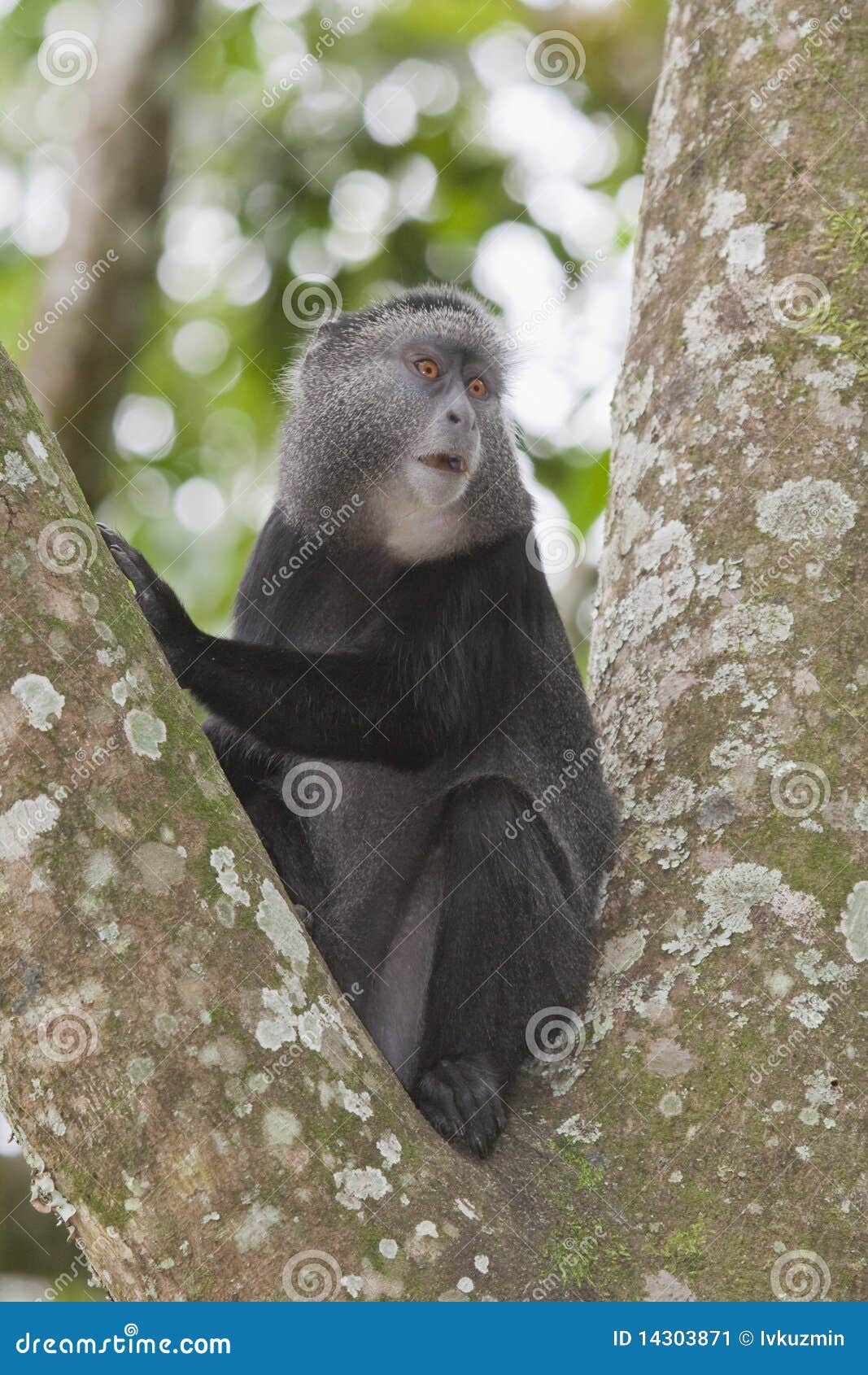 Blue Monkey. stock image. Image of blue, rain, park, cercopithecus ...