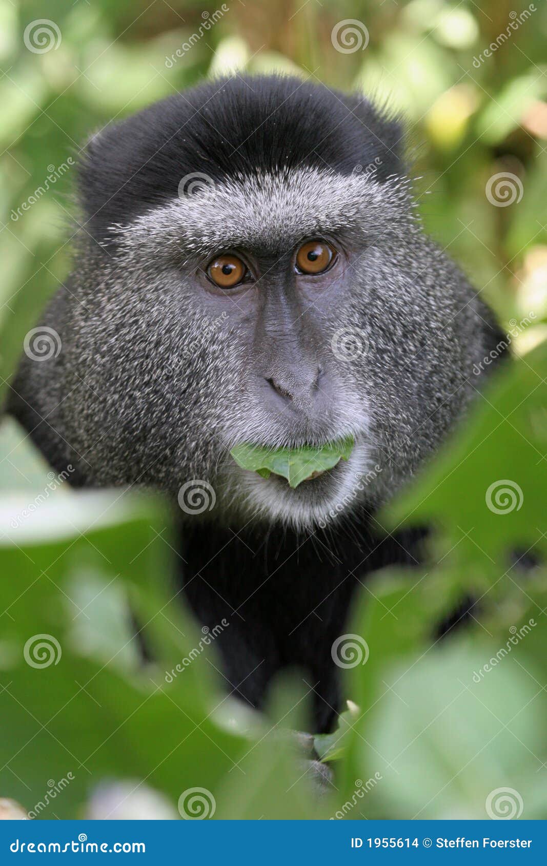 Wet Blue Monkey Cercopithecus Mitis In Jozani Rainforest Royalty-Free ...