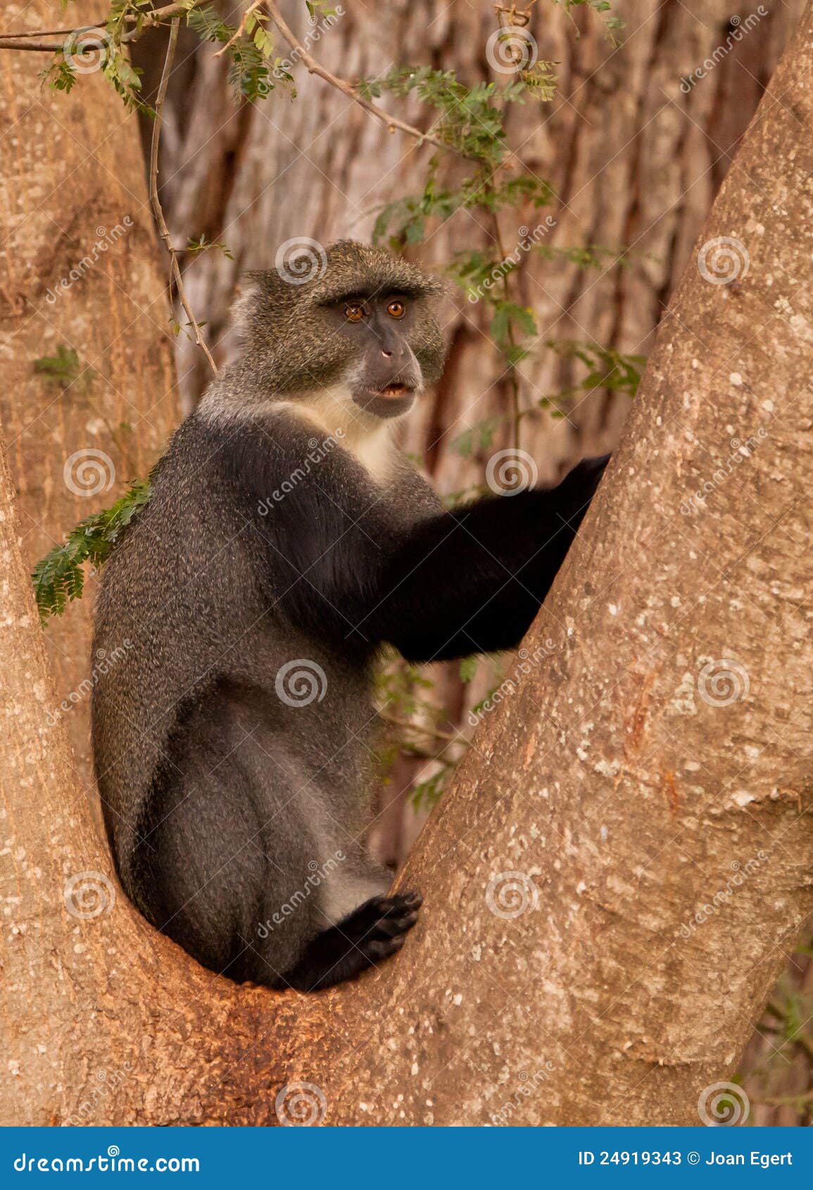 Wet Blue Monkey Cercopithecus Mitis In Jozani Rainforest Royalty-Free ...