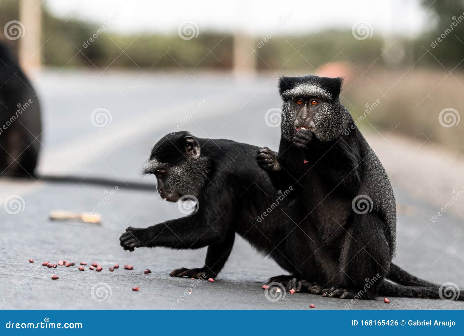 Blue monkey - Angola stock photo. Image of quiama, park - 168165426
