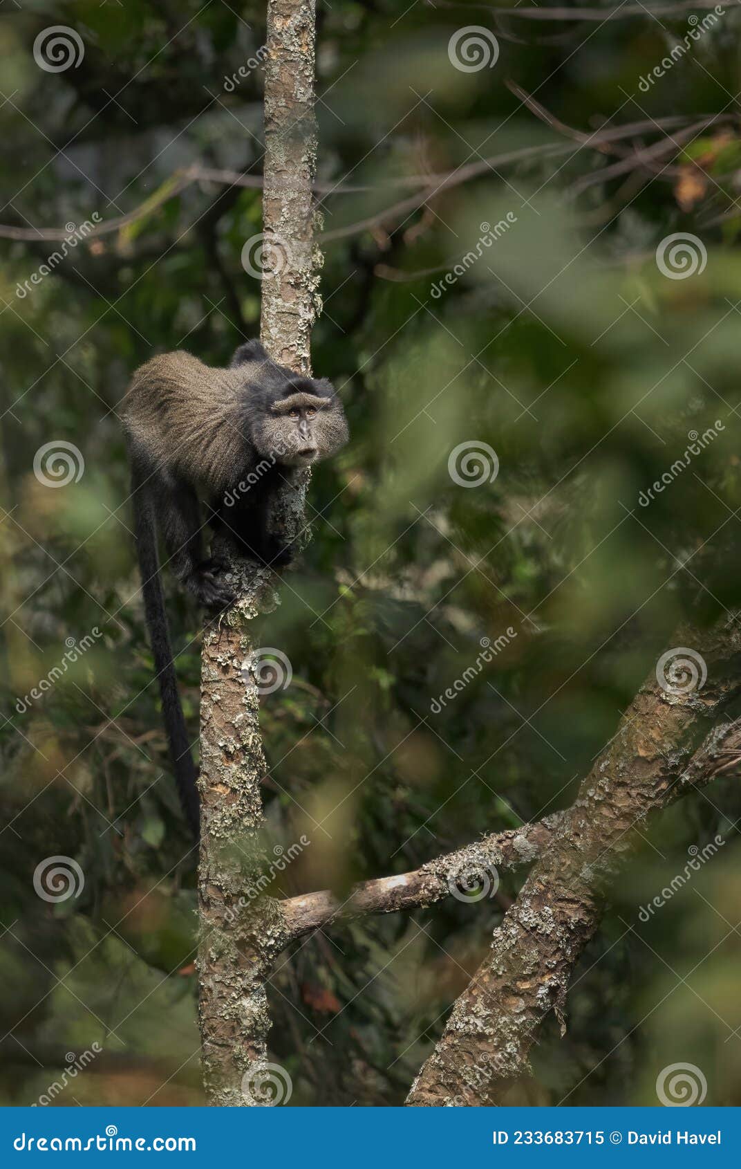 Blue Monkey - Cercopithecus Mitis Stock Image - Image of kenya ...