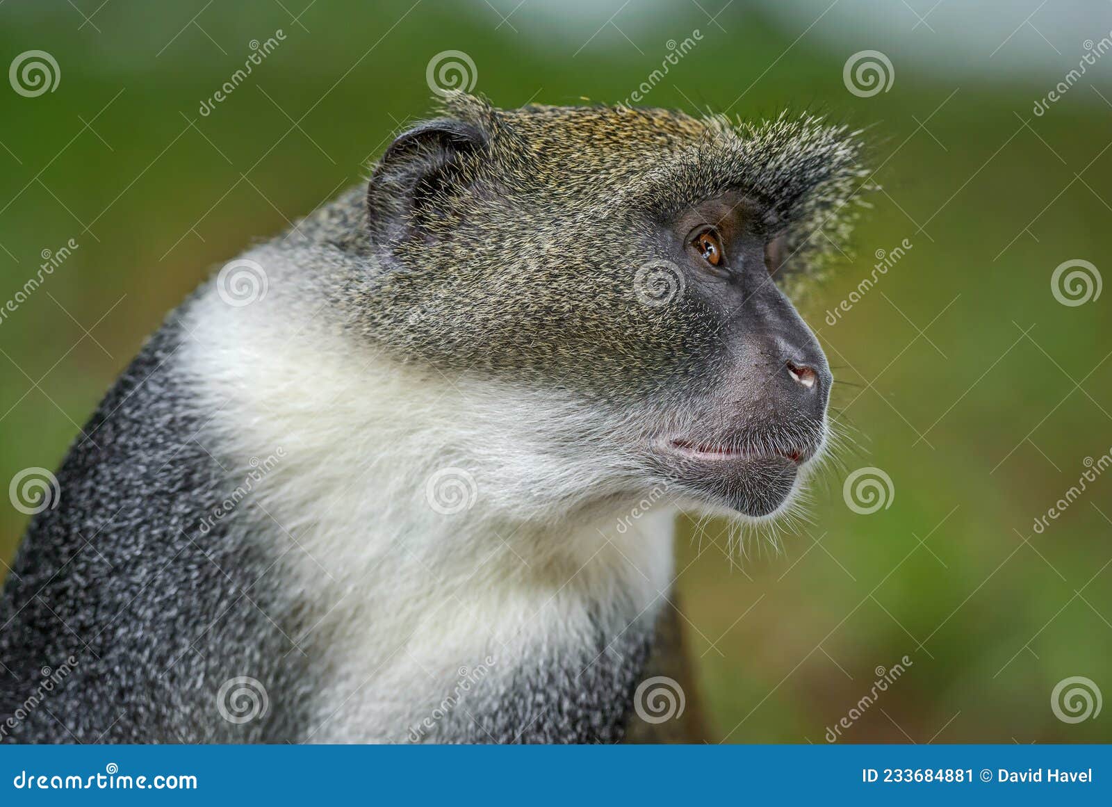 Blue Monkey - Cercopithecus Mitis Stock Image - Image of angola, long ...
