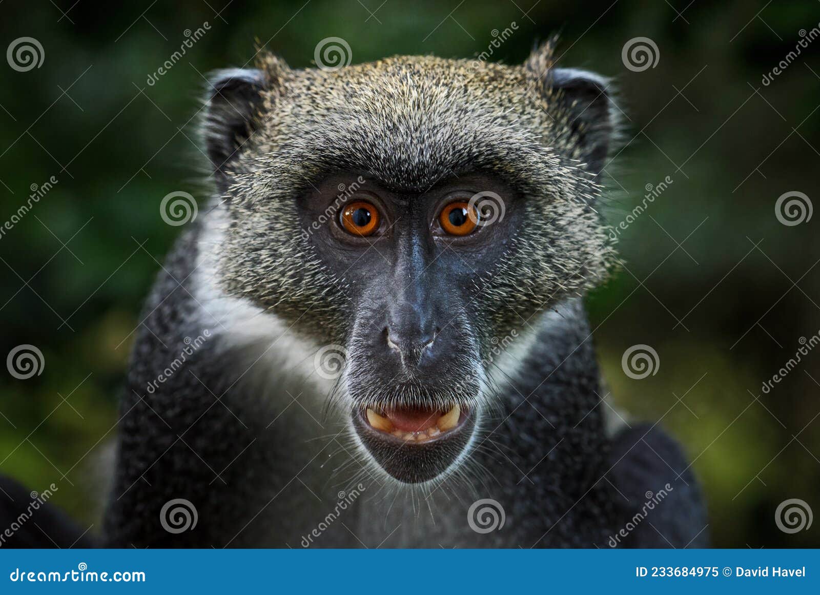 Blue Monkey - Cercopithecus Mitis Stock Image - Image of eyes, green ...