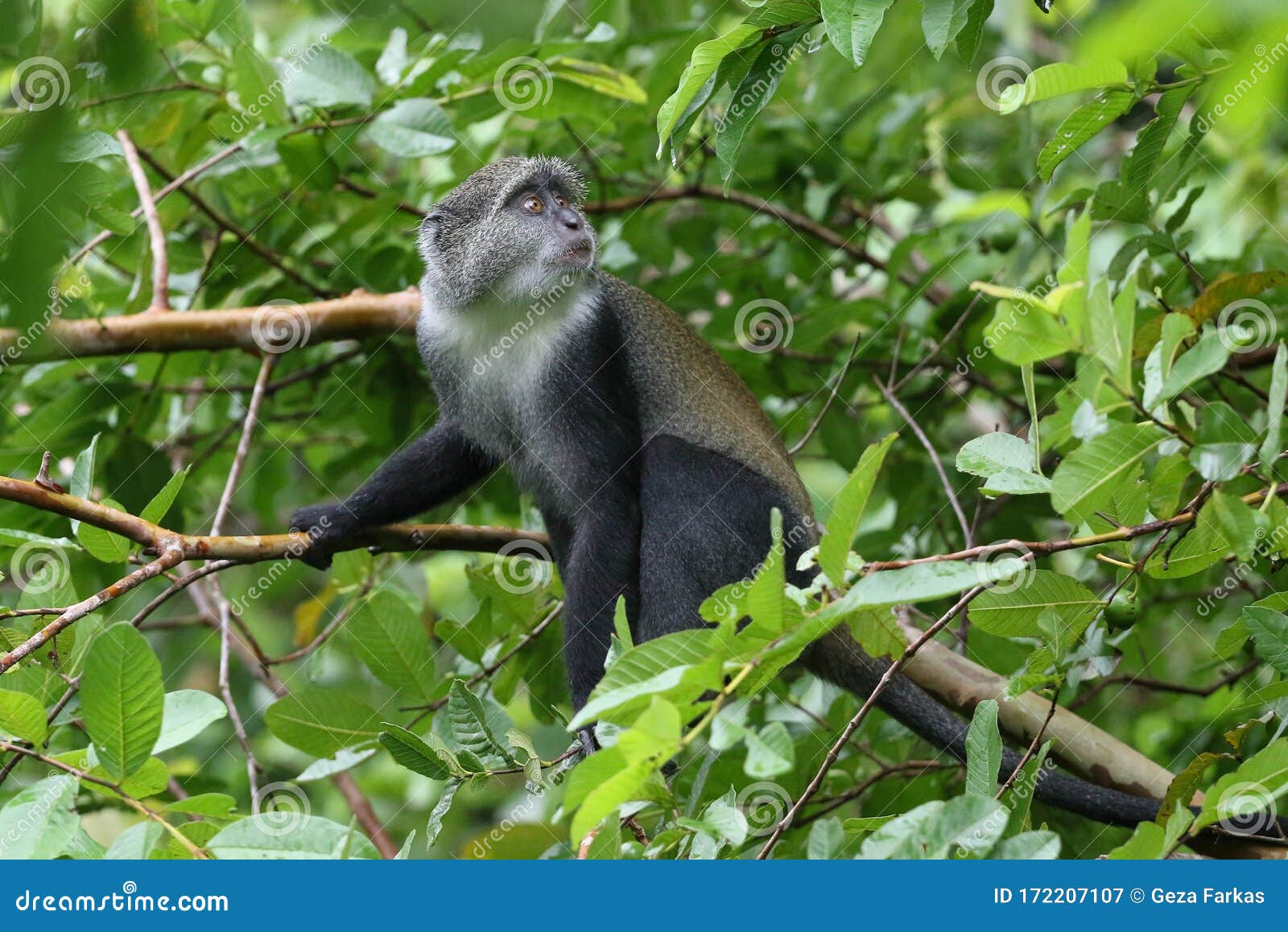 Blue Monkey Cercopithecus Mitis, Jozani Rainforest Zanzibar Stock Image ...