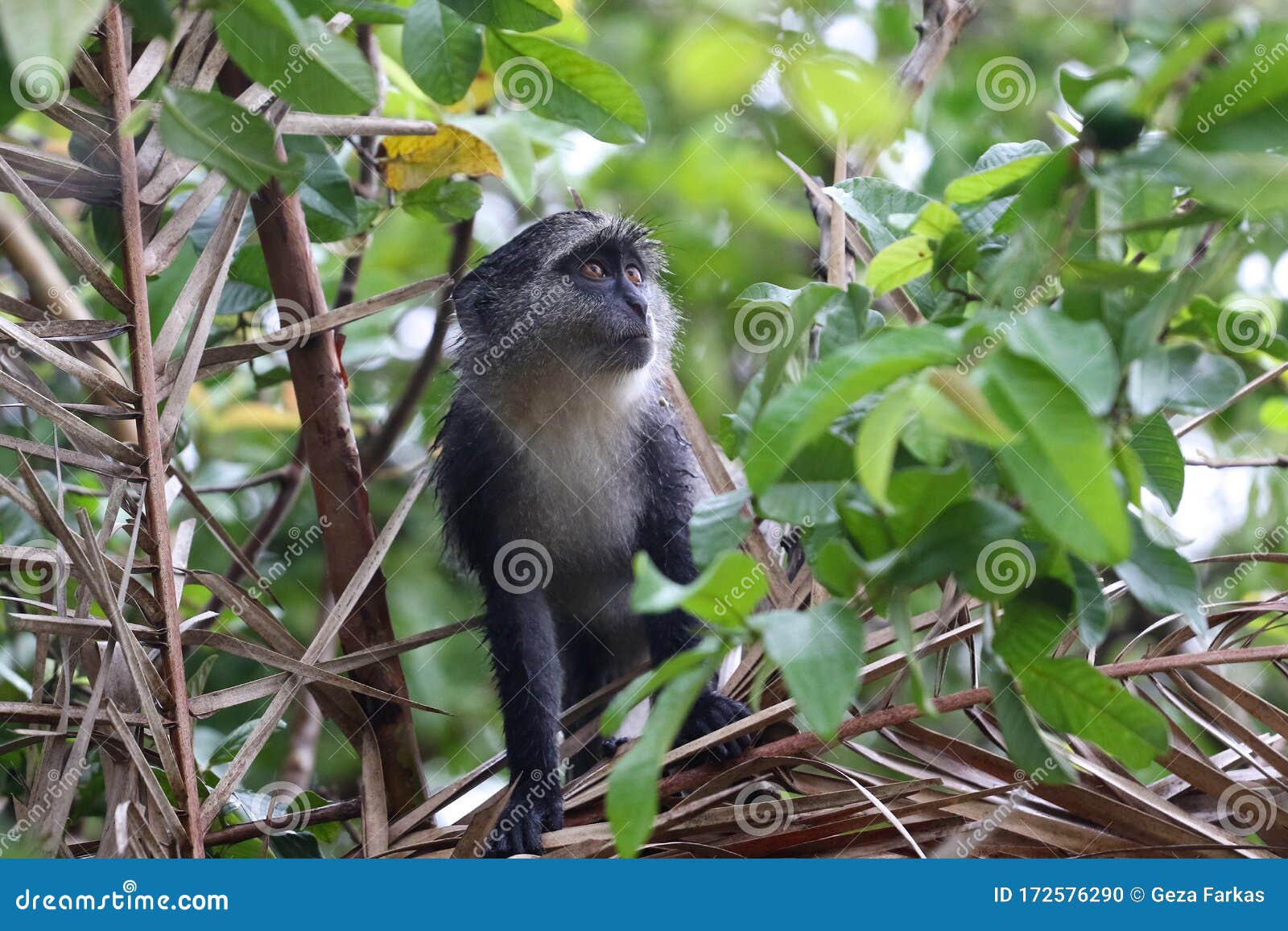 Blue Monkey Cercopithecus Mitis in Jozani Rainforest Zanzibar Stock ...