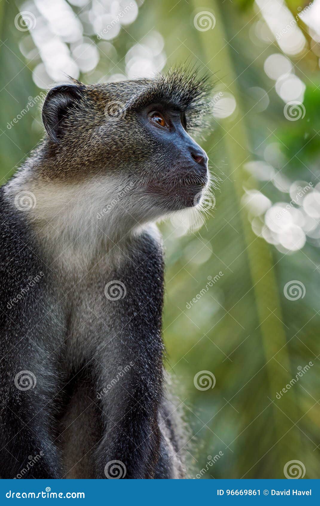 Blue Monkey - Cercopithecus Mitis, Kenya, Africa Stock Image - Image of ...
