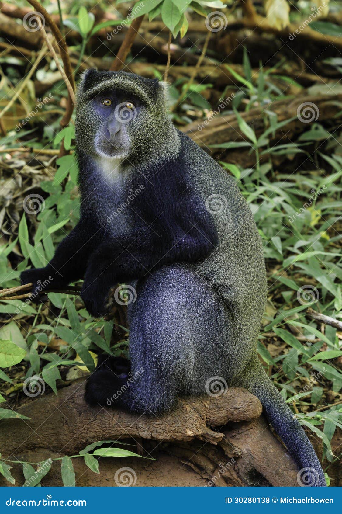 Blue Monkey stock photo. Image of tanzania, alert, single - 30280138