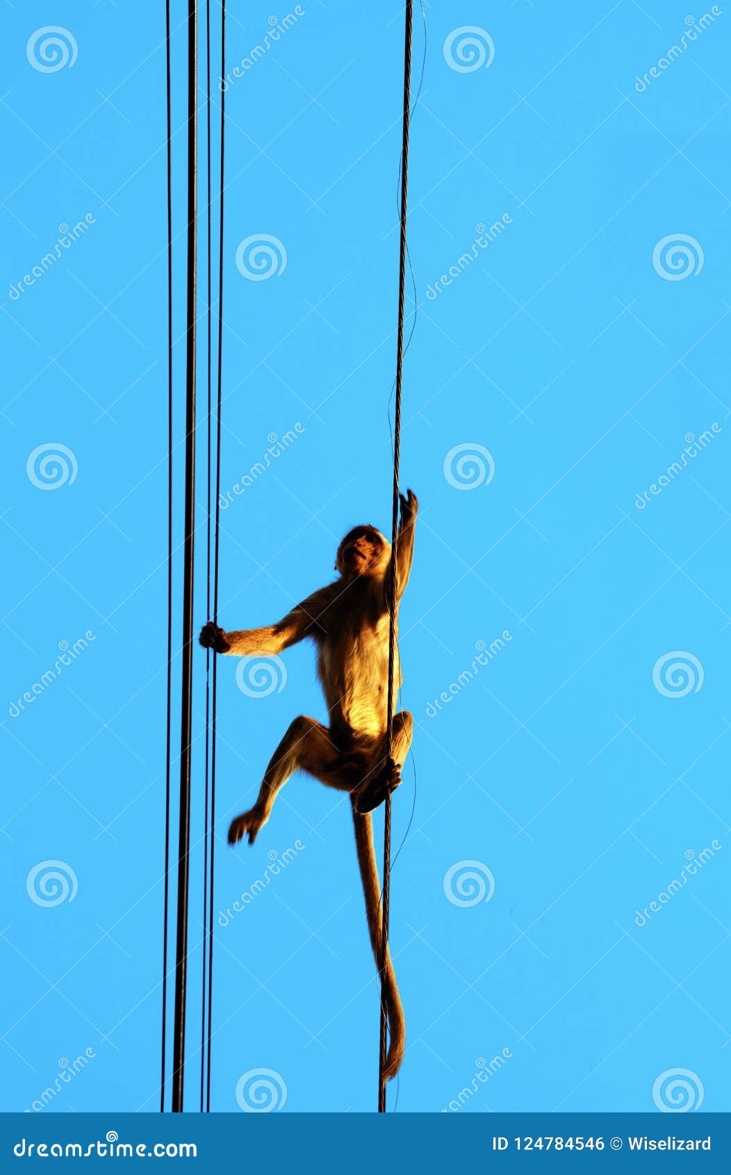 Blue Monkey Climbing the Power Lines Stock Photo - Image of long ...