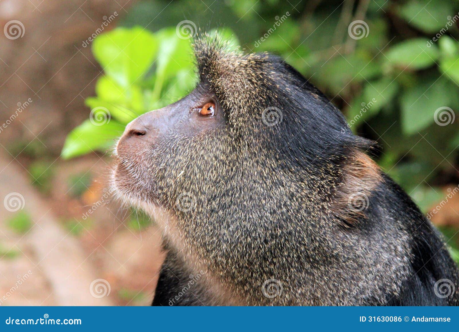 Blue Monkey stock photo. Image of lake, bush, african - 31630086