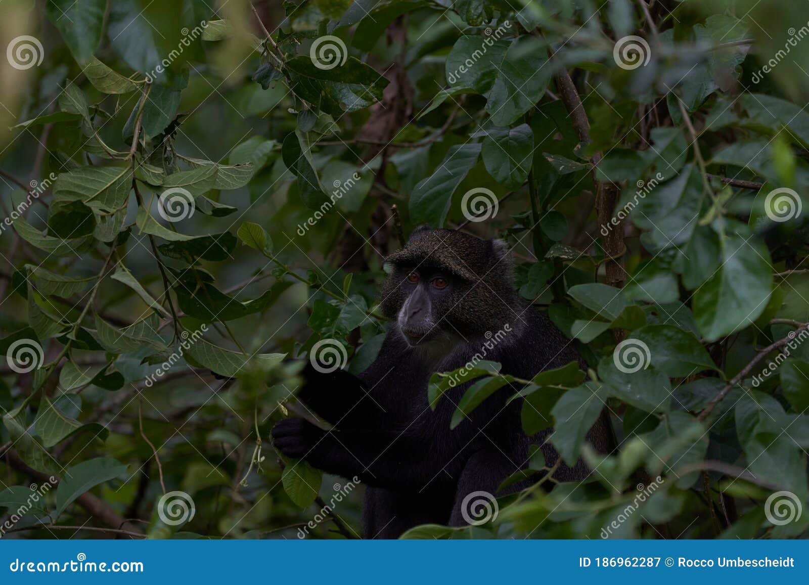 Blue Monkey Diademed Monkey Cercopithecus Mitis Portrait Species of Old ...