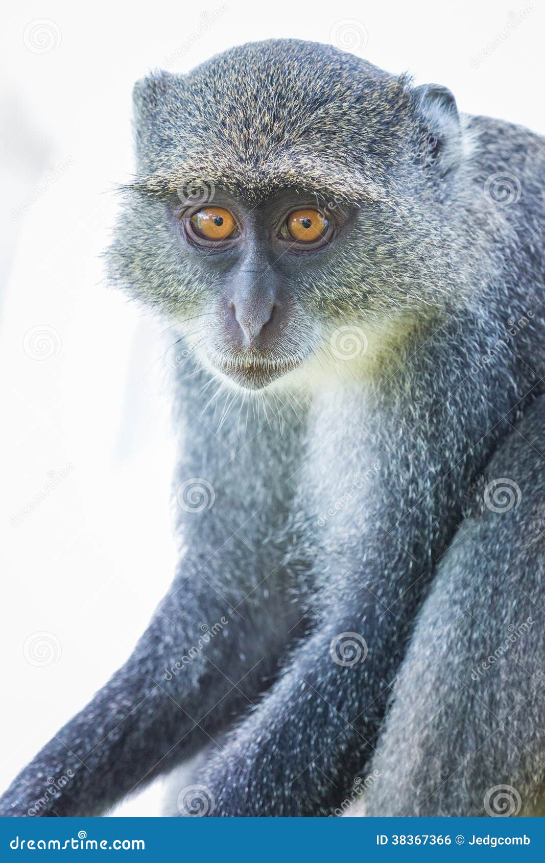 Blue Monkey stock photo. Image of evolution, animal, tropical - 38367366