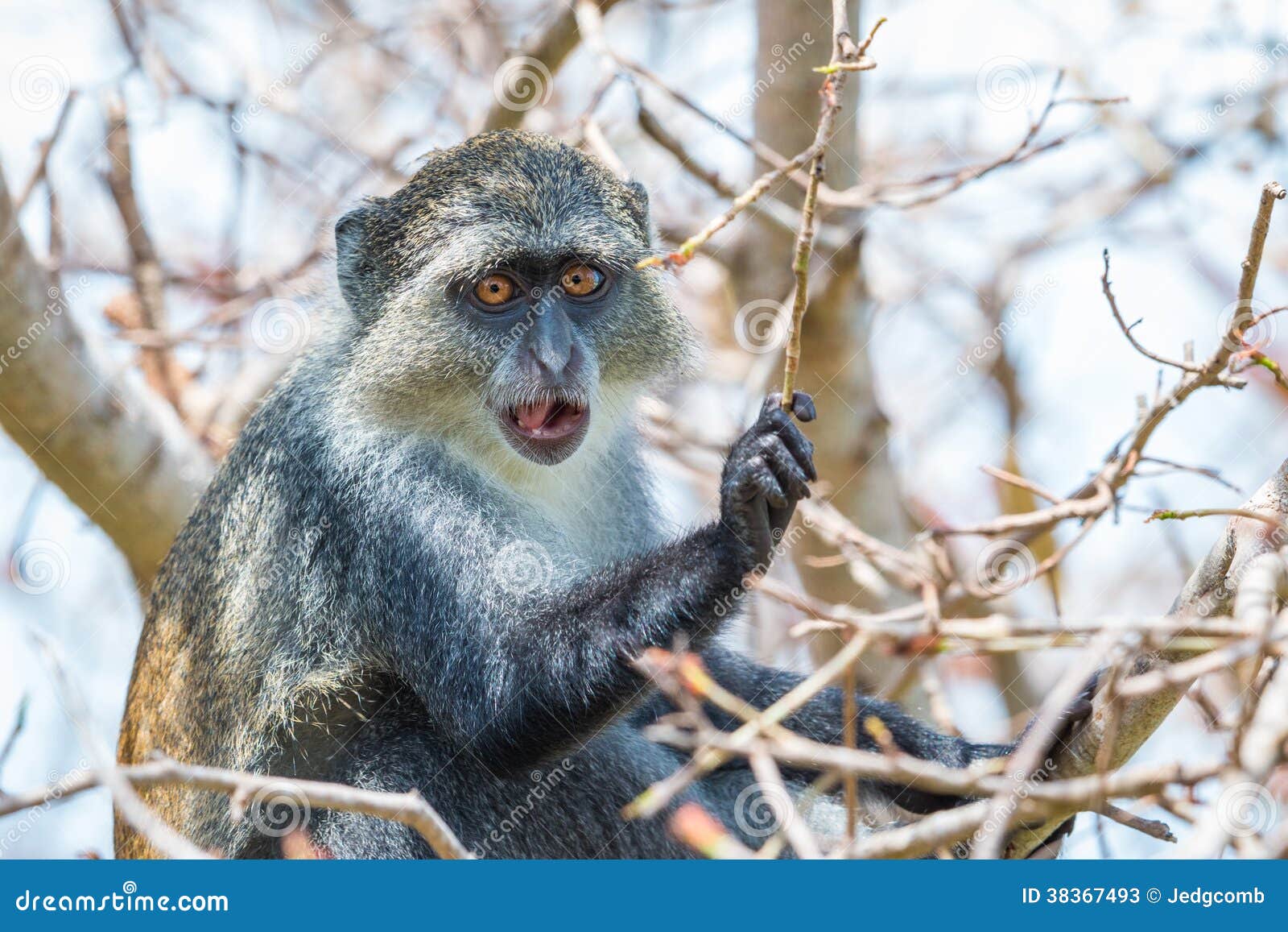 Blue Monkey stock image. Image of intelligence, wildlife - 38367493