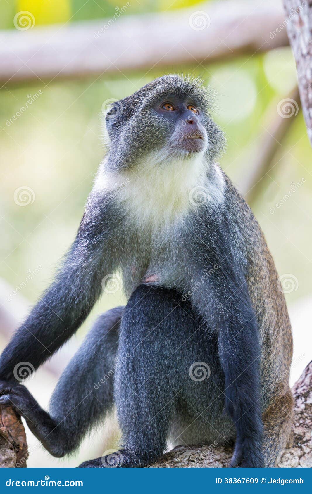 Blue Monkey stock image. Image of mother, color, life - 38367609
