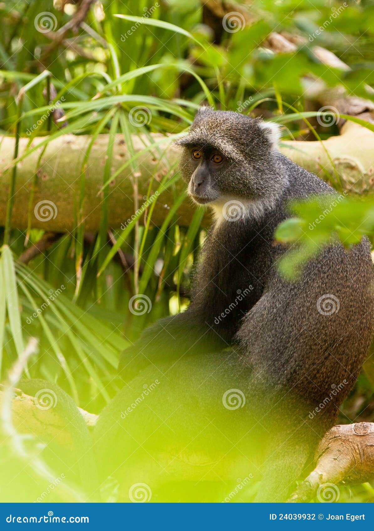 A Blue MonkeyÂ´s face stock photo. Image of hair, exotic - 24039932