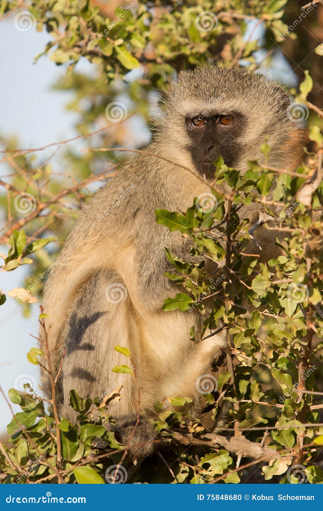 Blue Monkey staring stock photo. Image of large, animals - 75848680