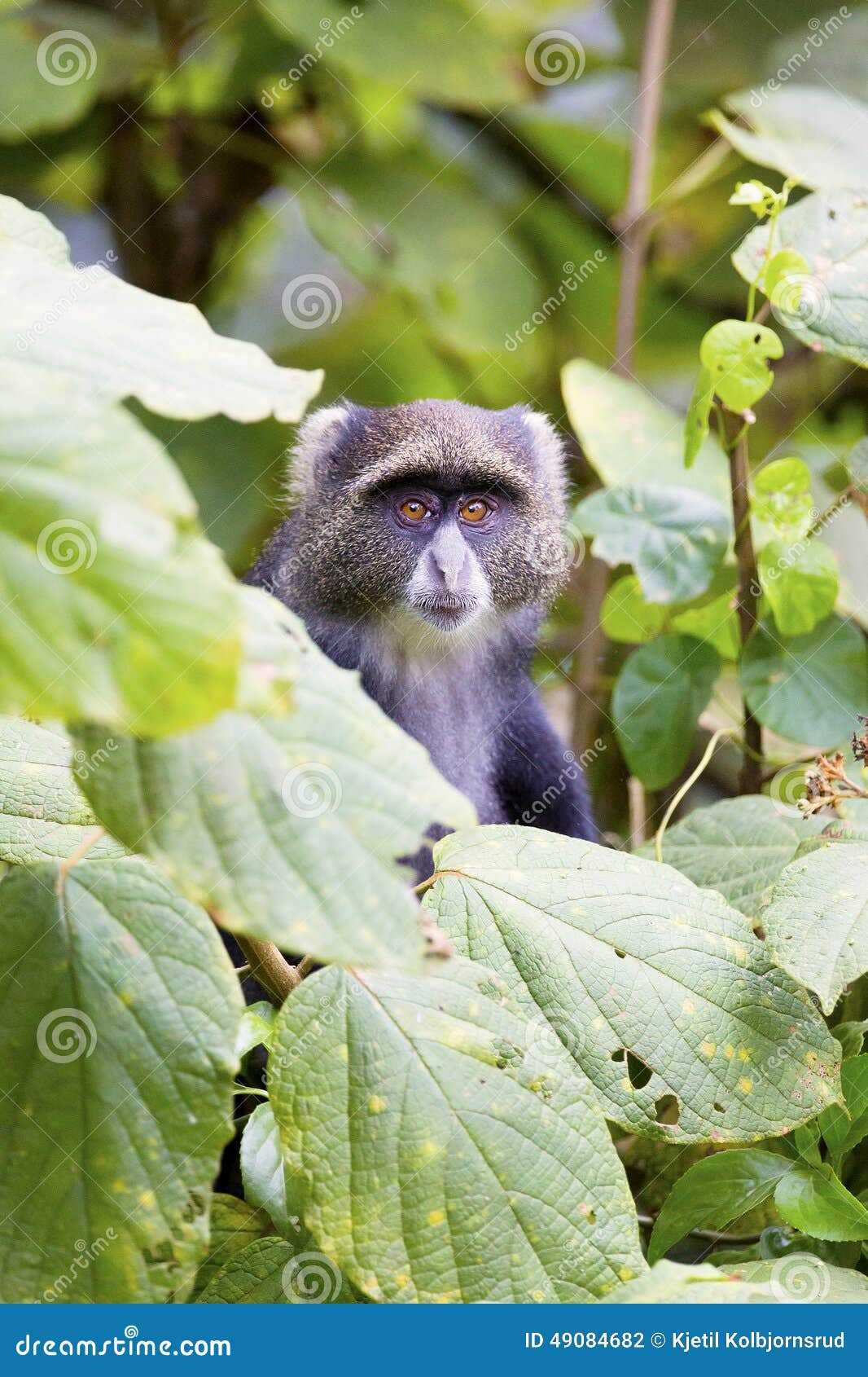 Blue Monkey Diademed Monkey Cercopithecus Mitis Portrait Species Of Old ...