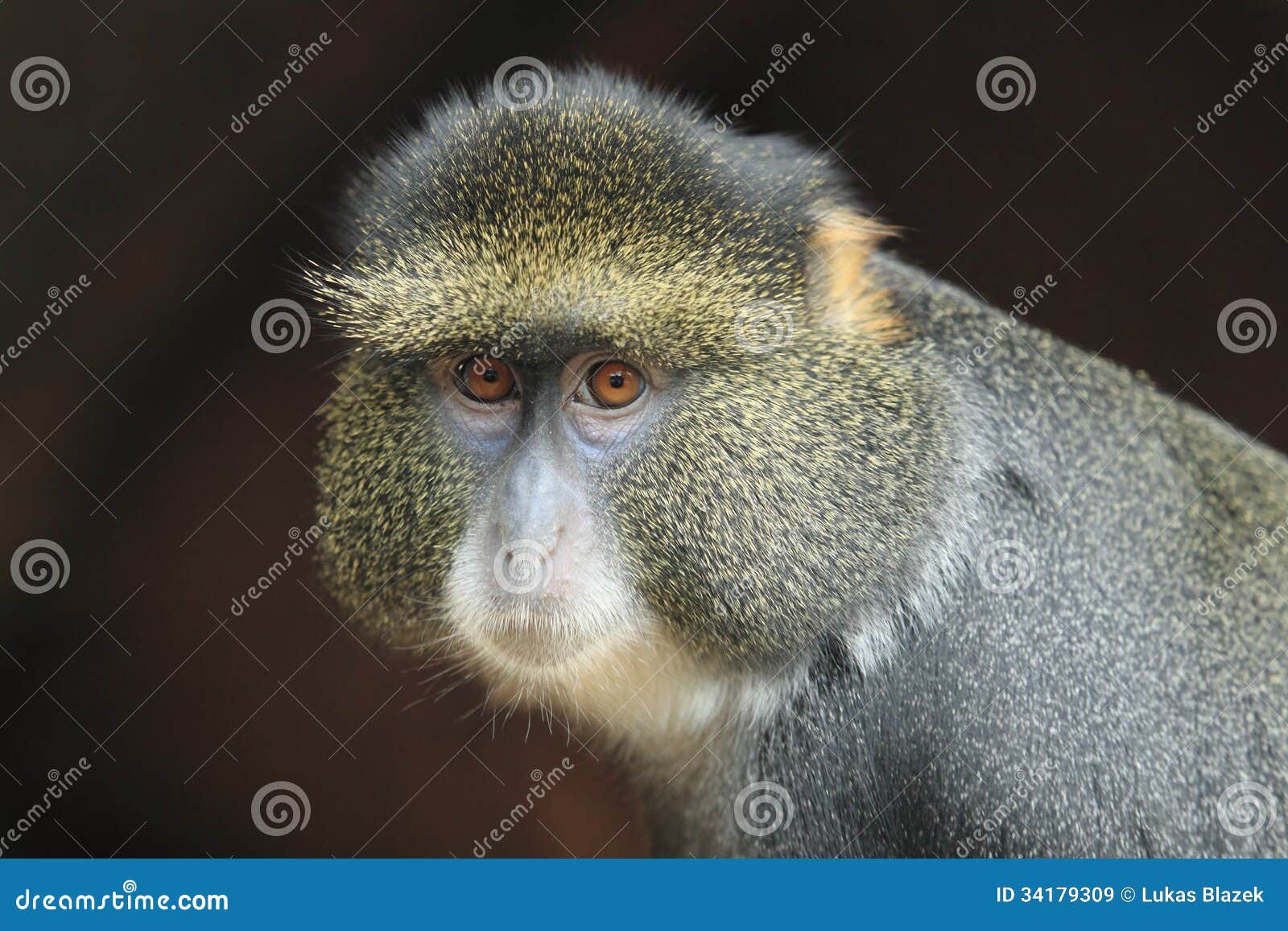 Blue monkey stock image. Image of cercopithecus, tongue - 34179309