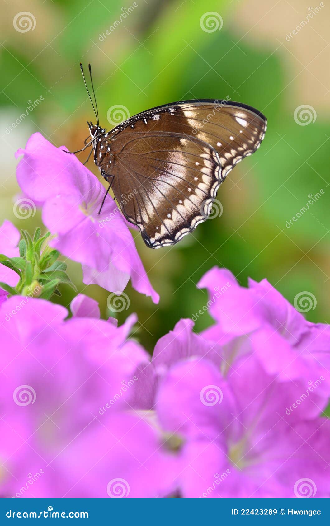 Blue moon butterfly stock image. Image of green, sage - 22423289