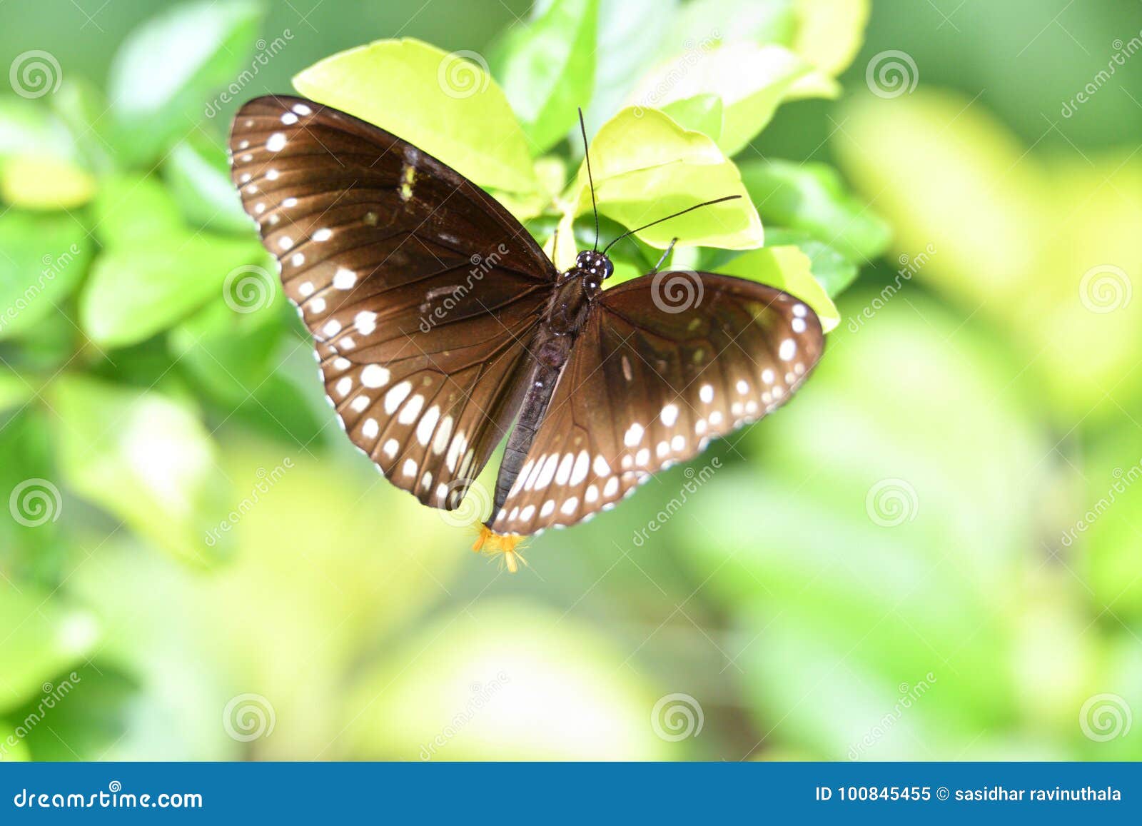 Blue Moon Butterfly stock image. Image of insects, moon - 100845455