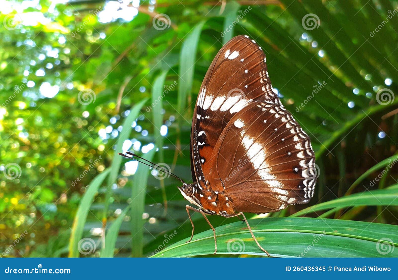 A Blue Moon Butterfly Standing on a Leaf Stock Image - Image of ...