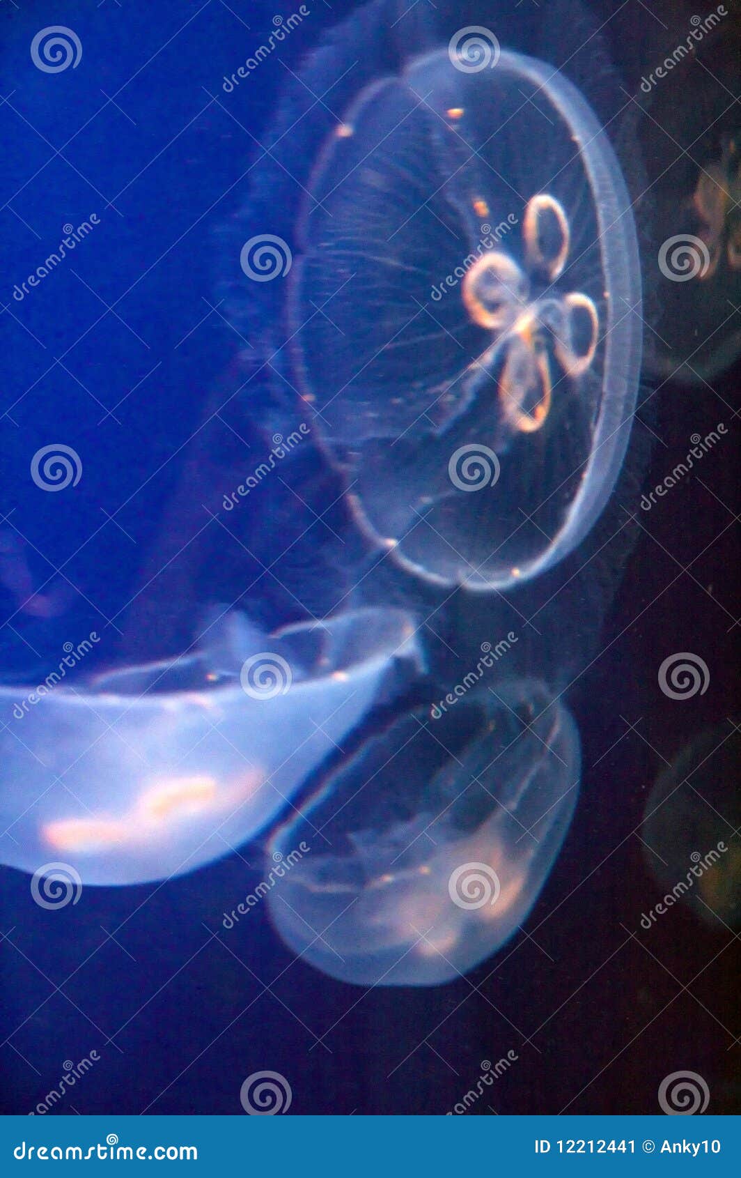 Blue Moon Jellyfish stock image. Image of bell, dark - 12212441