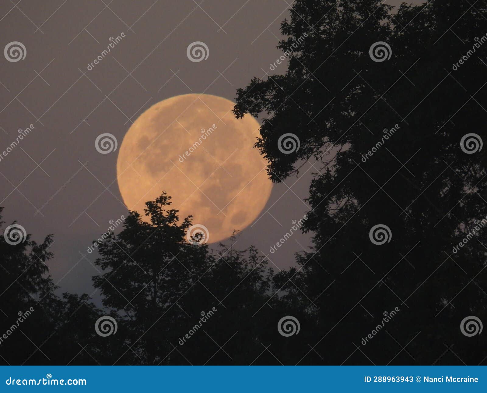 Blue Supermoon Setting Behind Trees at Sunrise Stock Image - Image of ...