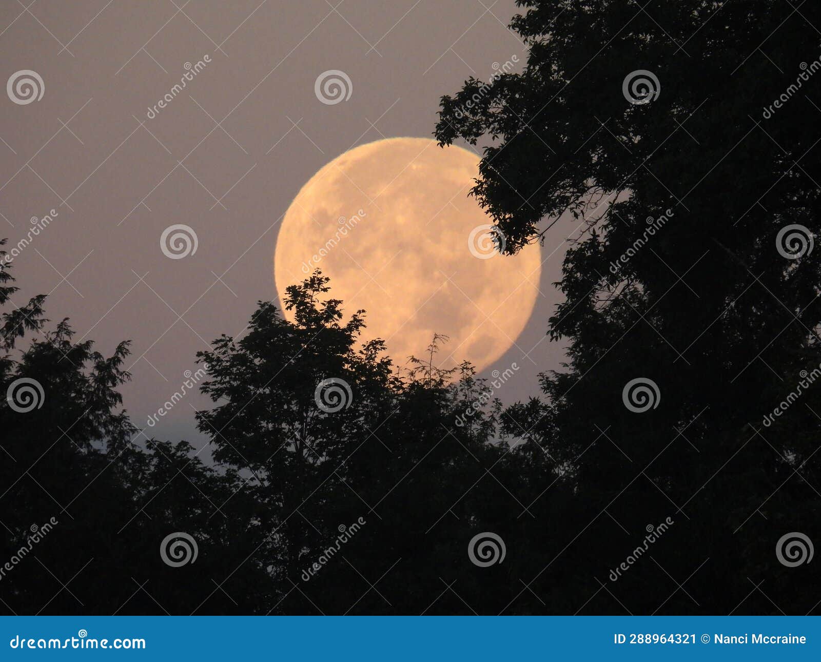 Mega Blue Moon Early Morning Behind Treeline Stock Image - Image of ...