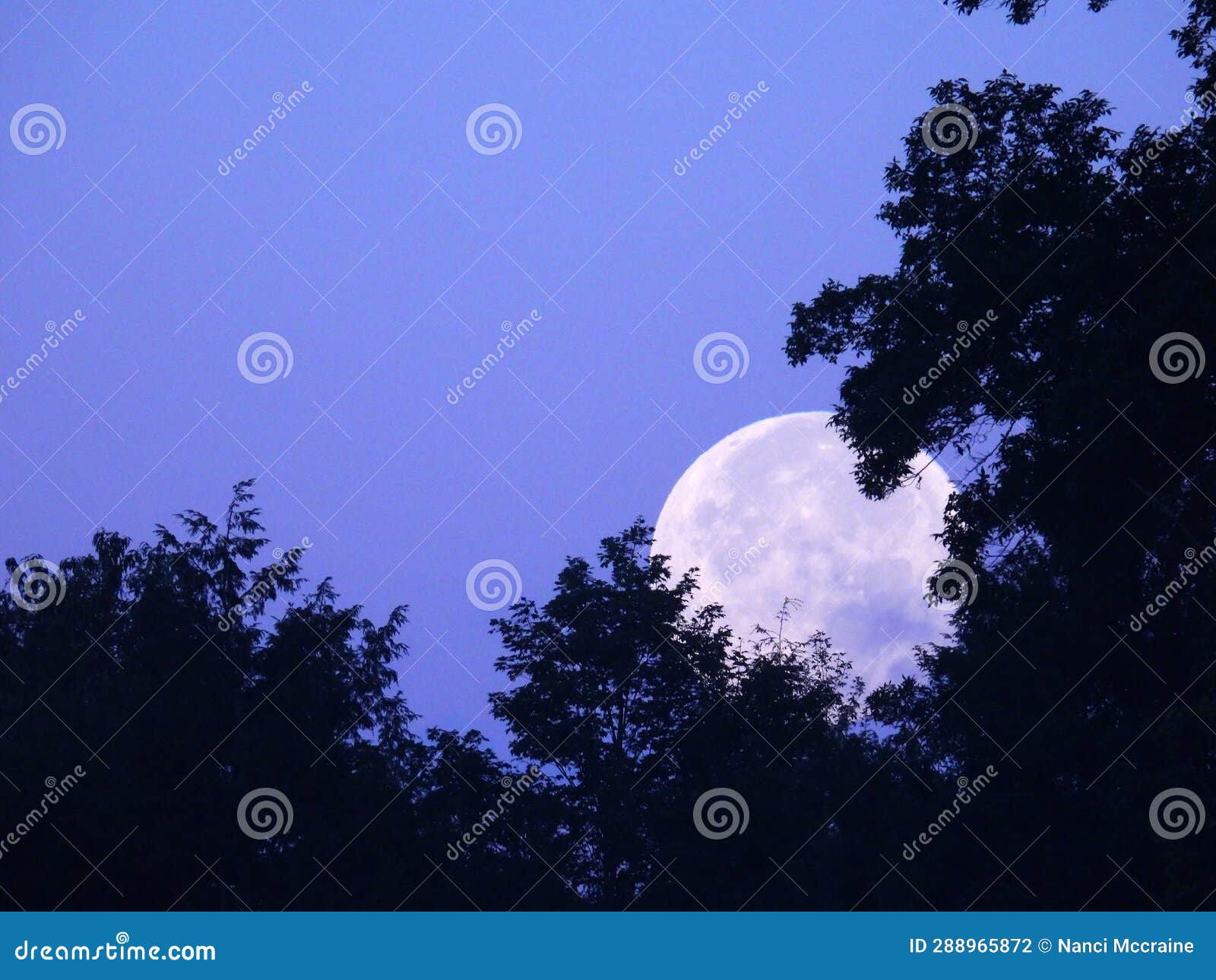 August Blue Super Mega Moon Sets Behind Trees Stock Photo - Image of ...