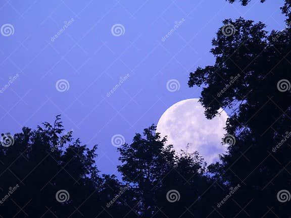 August Blue Super Mega Moon Sets Behind Trees Stock Photo - Image of ...