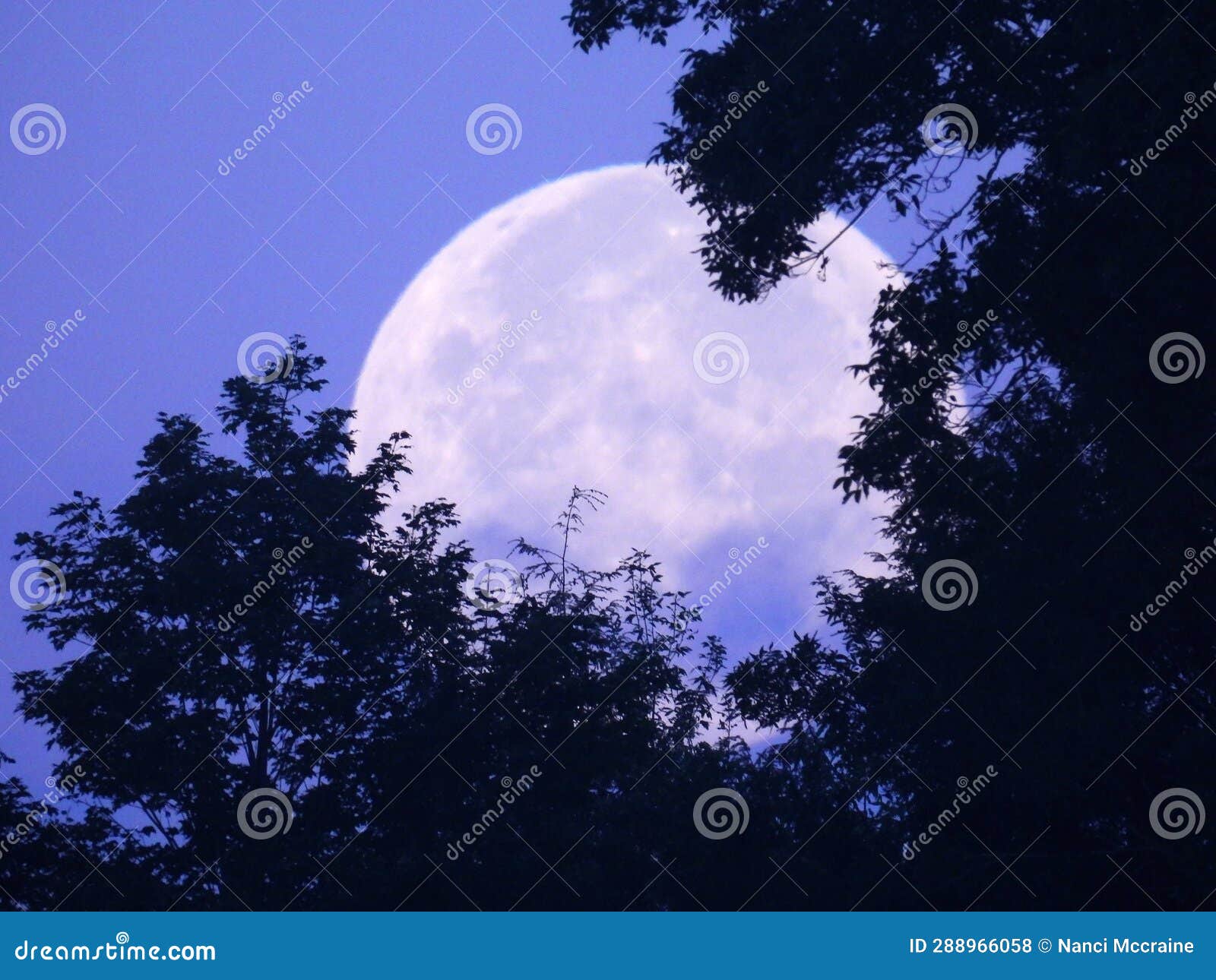 Blue Super Moon and Trees at Fingerlakes Dawn Sunrise Stock Photo ...