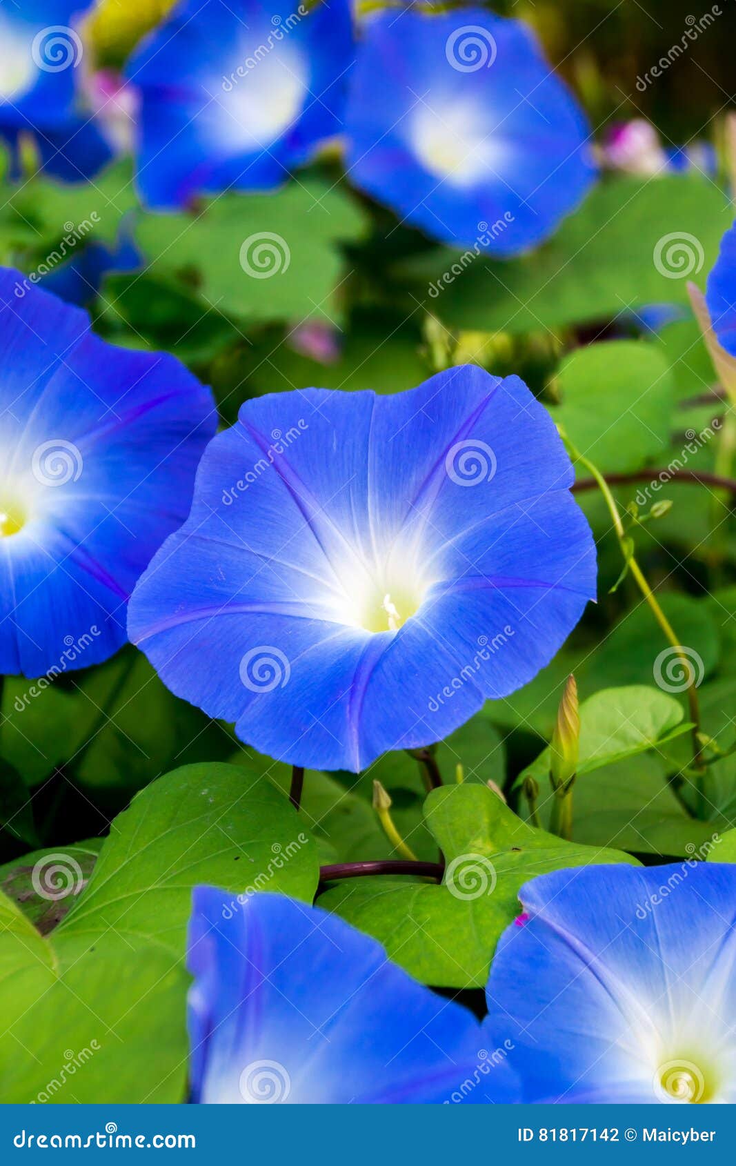 Blue morning glory stock photo. Image of nature, color - 81817142
