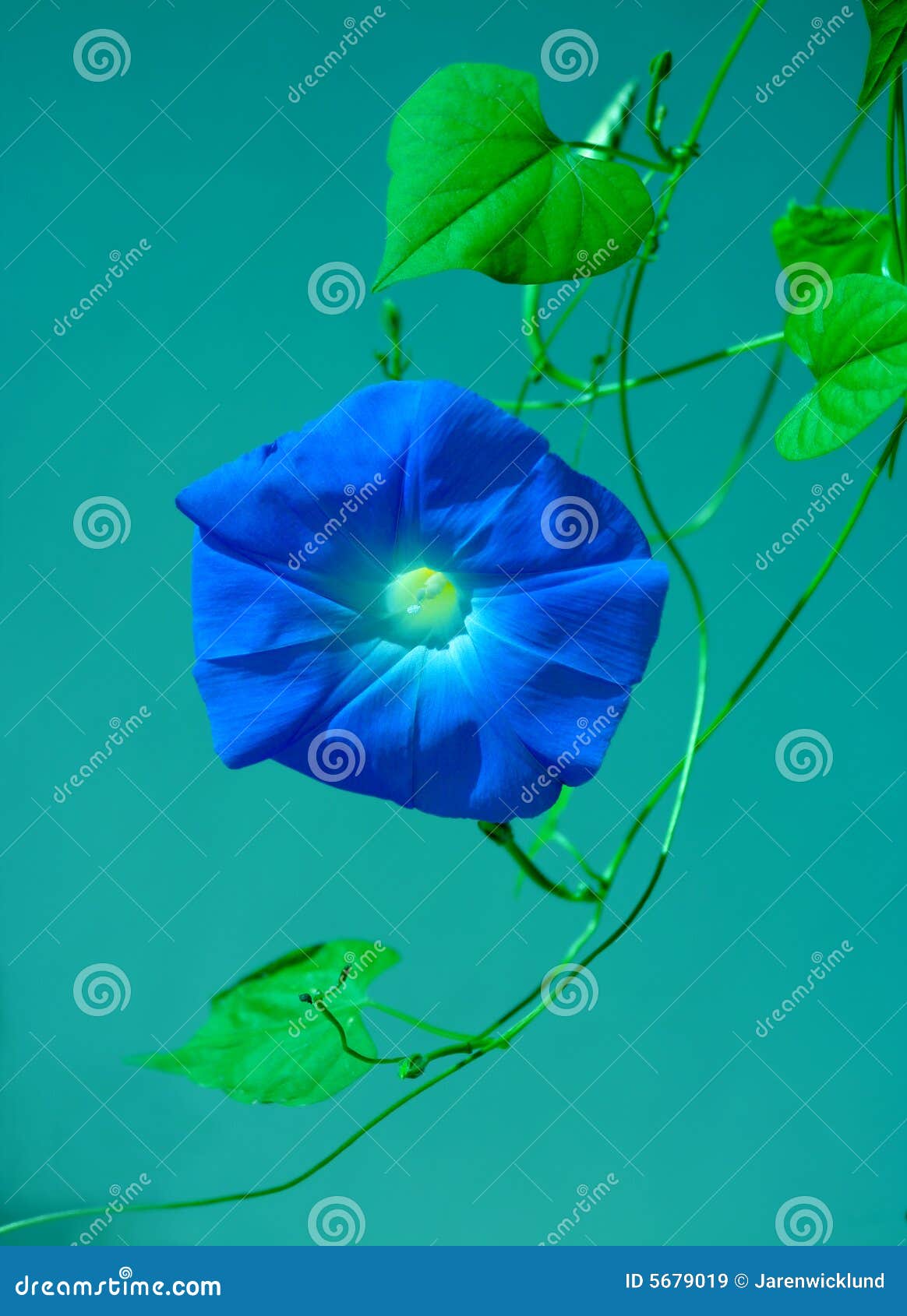 Blue Morning Glories With Green Background Stock Photo | CartoonDealer ...