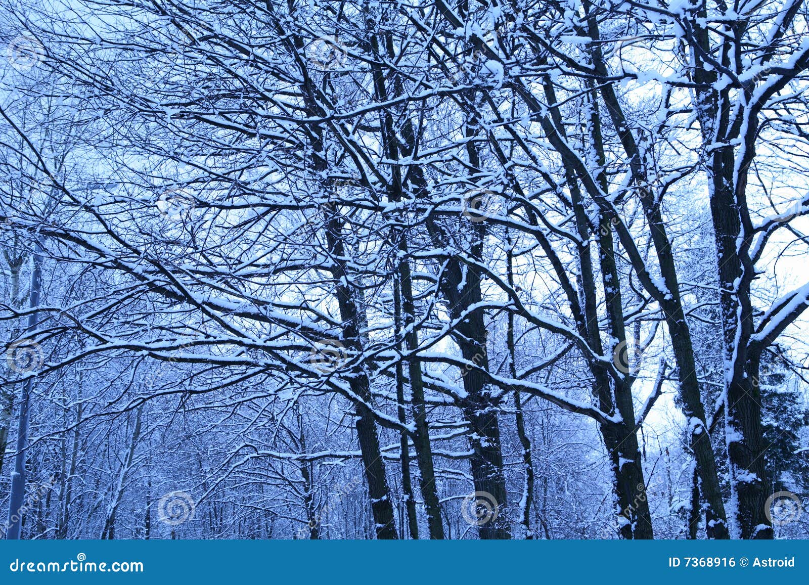 Blue Morning after Snowfall Stock Photo - Image of freeze, surreal: 7368916
