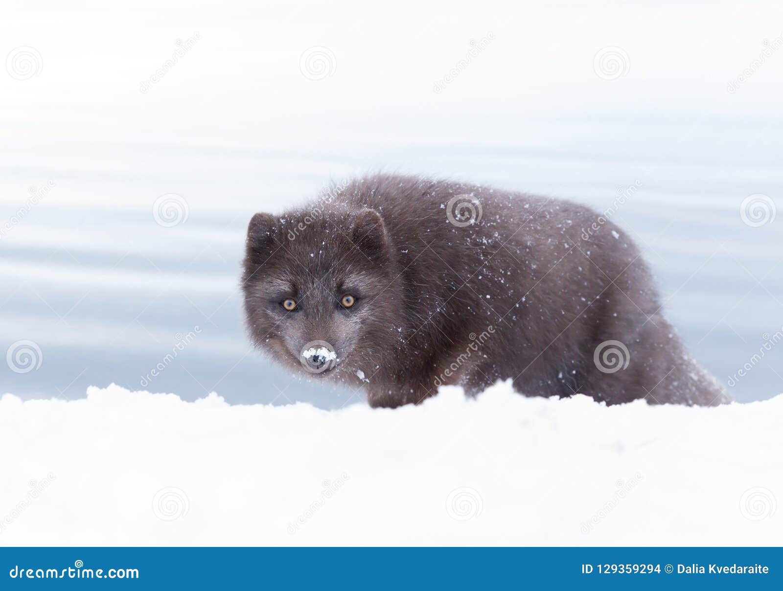 Blue Morph Arctic Fox in Snow Stock Photo - Image of mammal, close ...