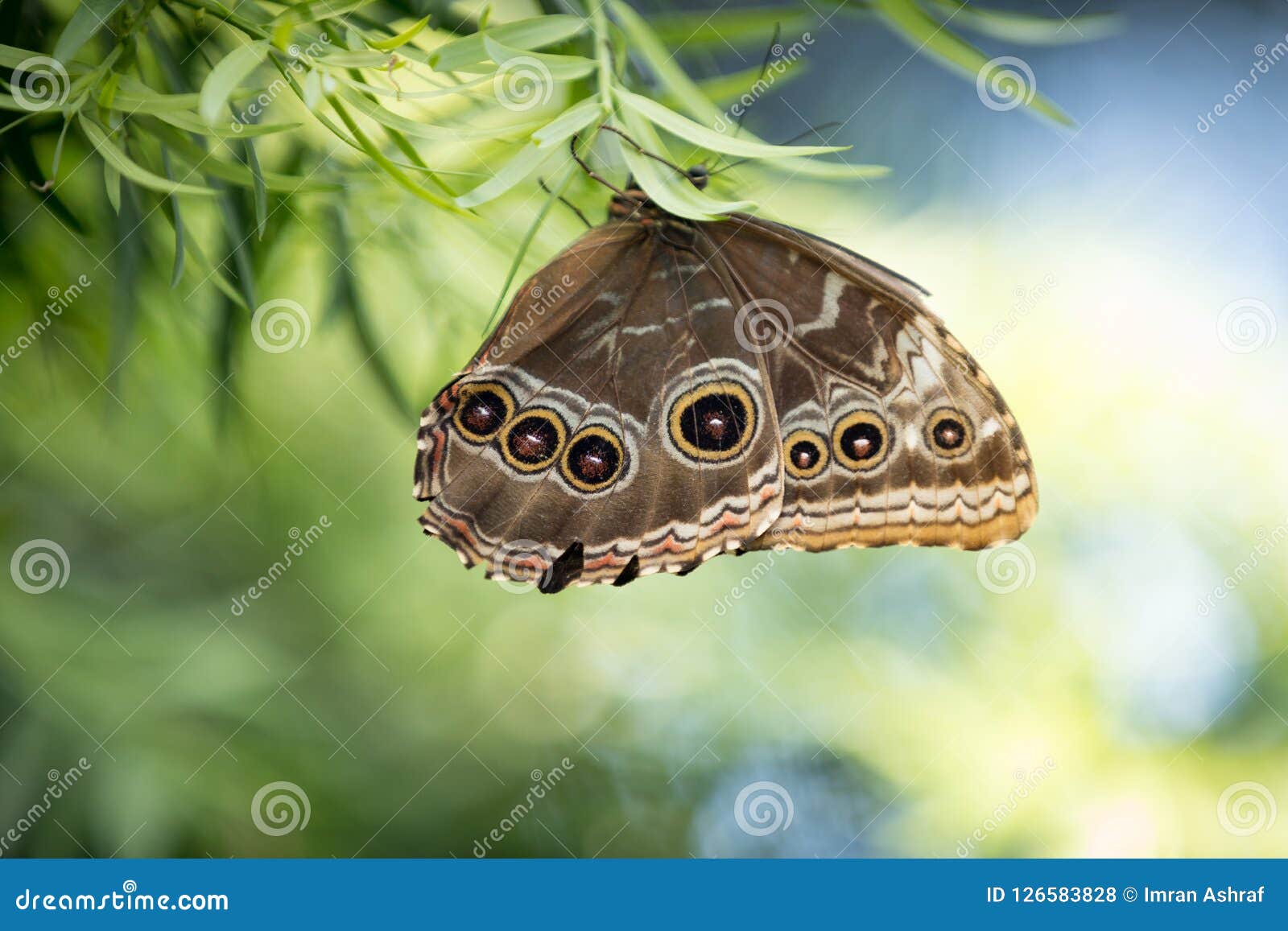 Morph Butterfly Royalty-Free Stock Image | CartoonDealer.com #11587156