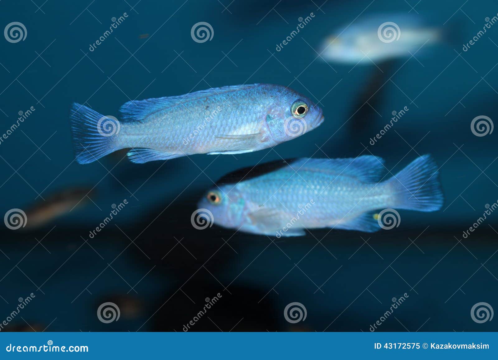 Blue Morph of Zebra Mbuna Aquarium Fish Stock Image - Image of tropical ...