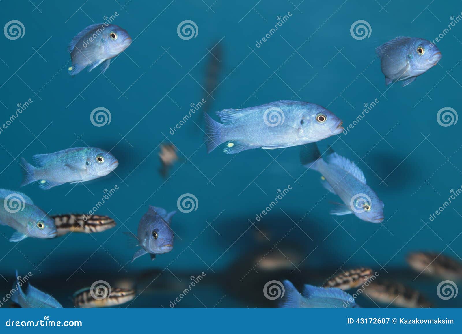 Blue Morph of Zebra Mbuna Aquarium Fish Stock Image - Image of aquatic ...