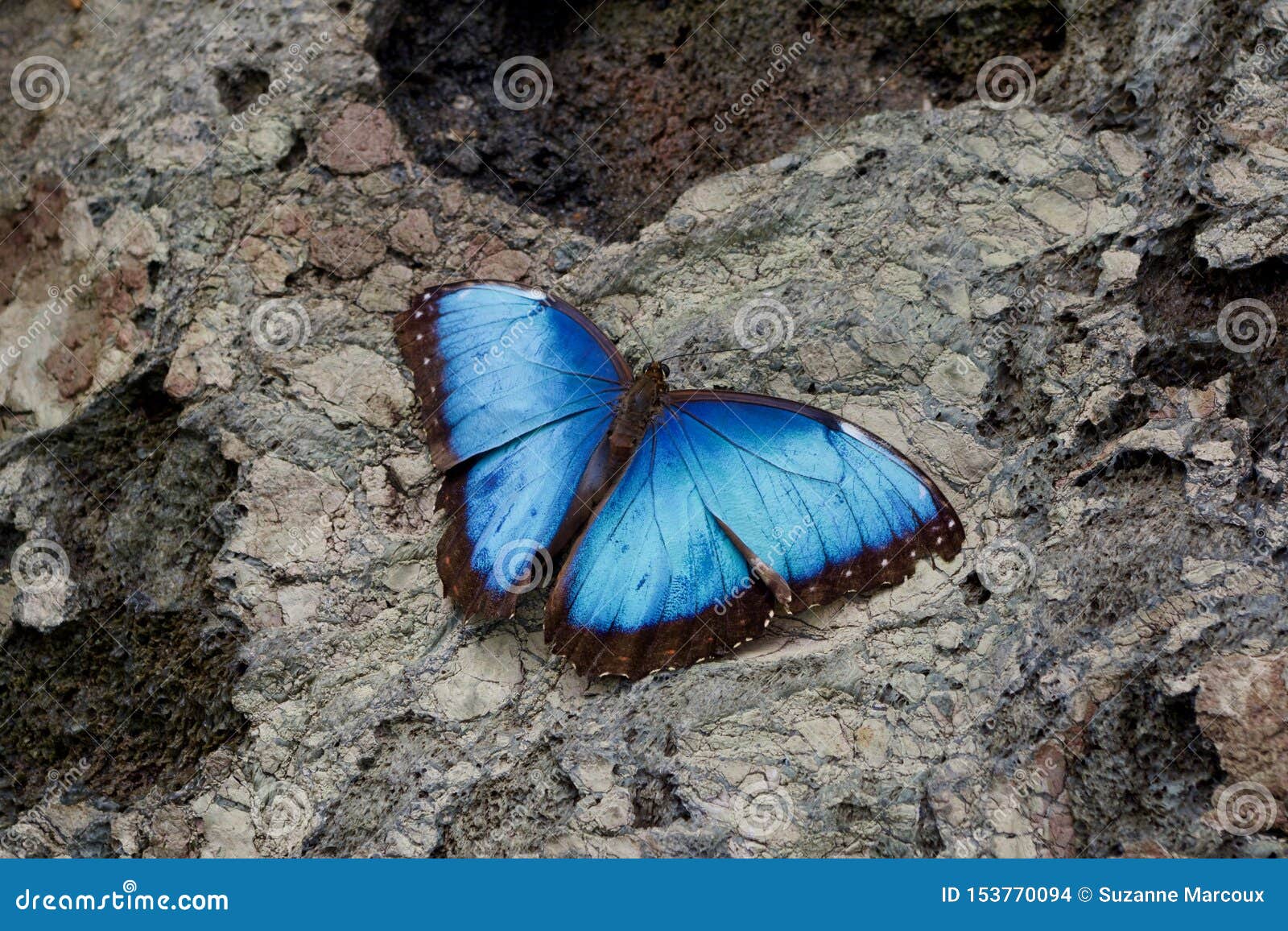 Blue Morphio Butterfly, University of Alberta Botanical Gardens ...